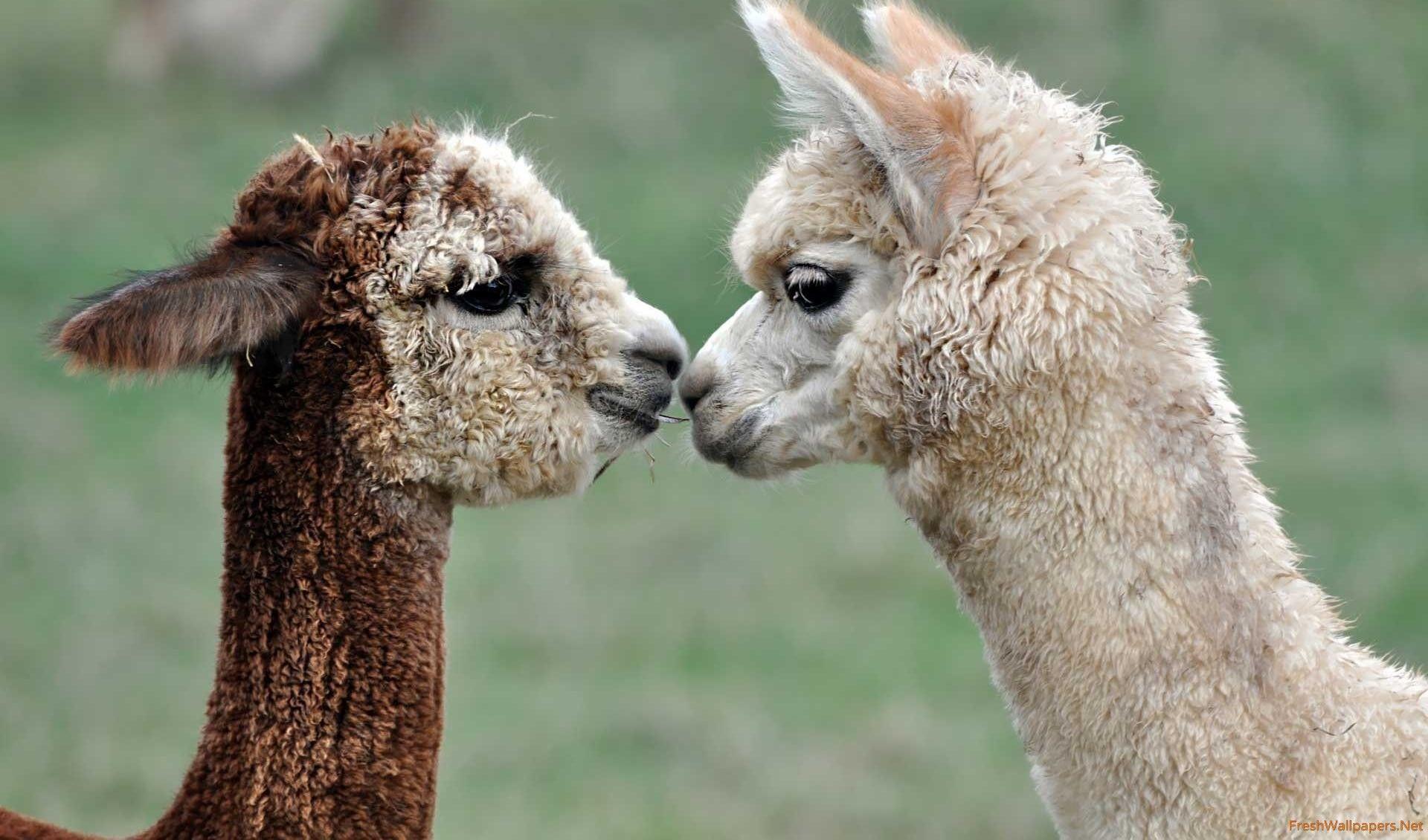 Cute Llama Desktop Wallpapers - Top Free Cute Llama Desktop Backgrounds ...