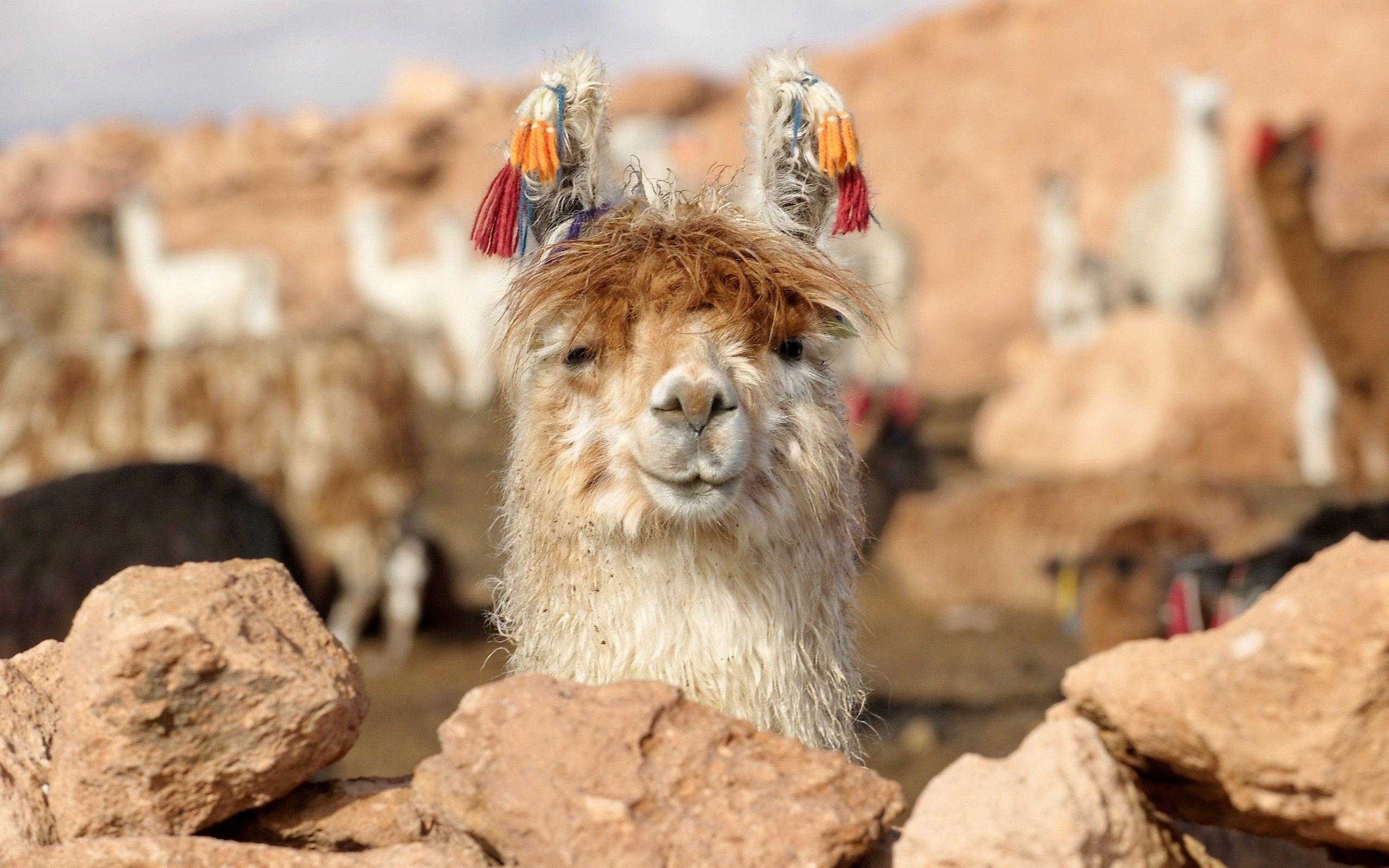 Funny Llama Wallpapers - Top Free Funny Llama Backgrounds - WallpaperAccess