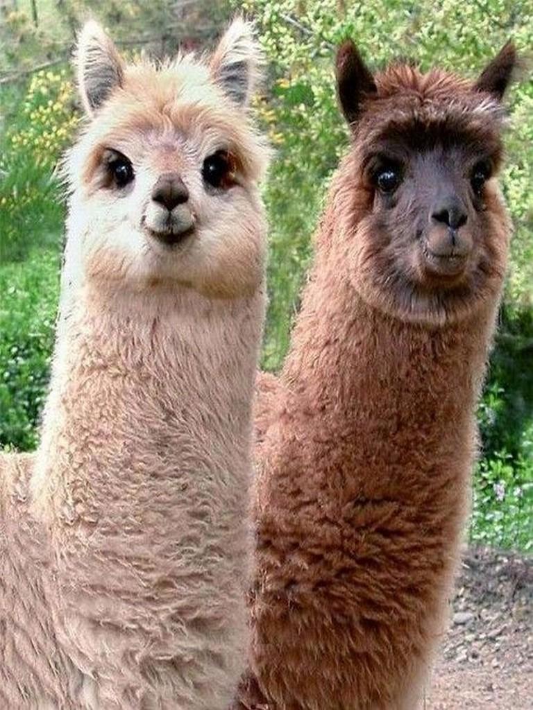 Funny Llama Wallpapers - Top Free Funny Llama Backgrounds - WallpaperAccess