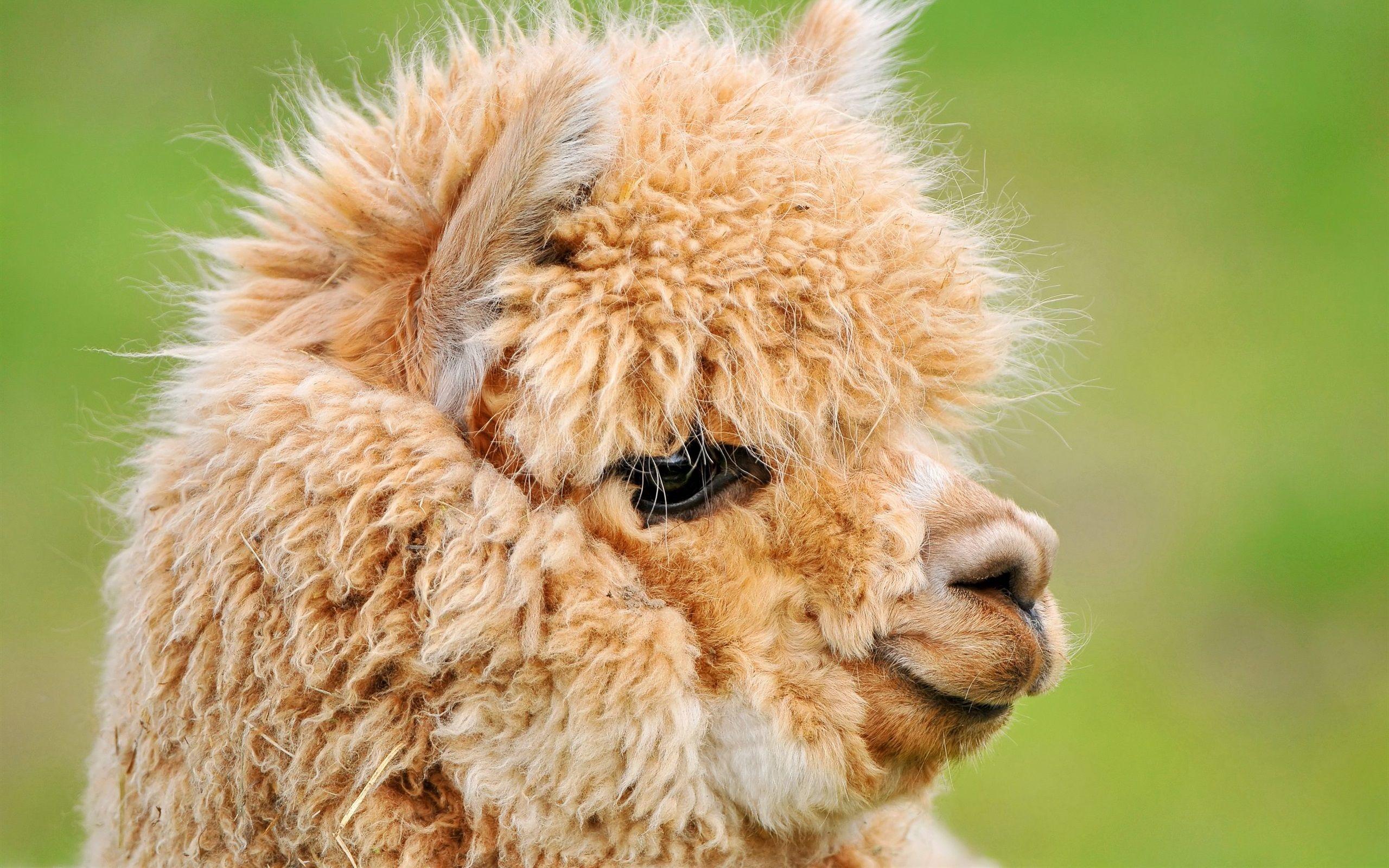 Cute Llama Desktop Wallpapers Top Free Cute Llama Desktop Backgrounds Cute Llama Desktop Wallpapers Top Free Cute Llama Desktop Backgrounds
