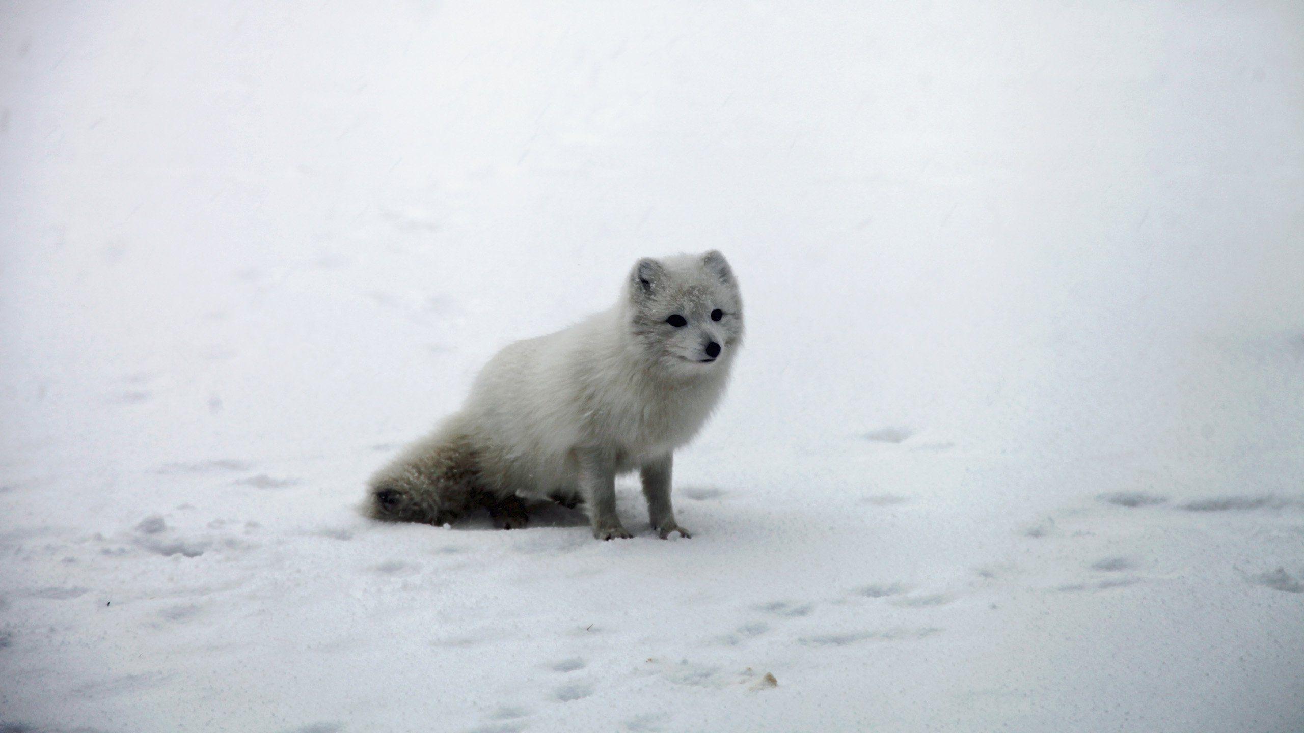 White Fox Wallpapers - Top Free White Fox Backgrounds - WallpaperAccess