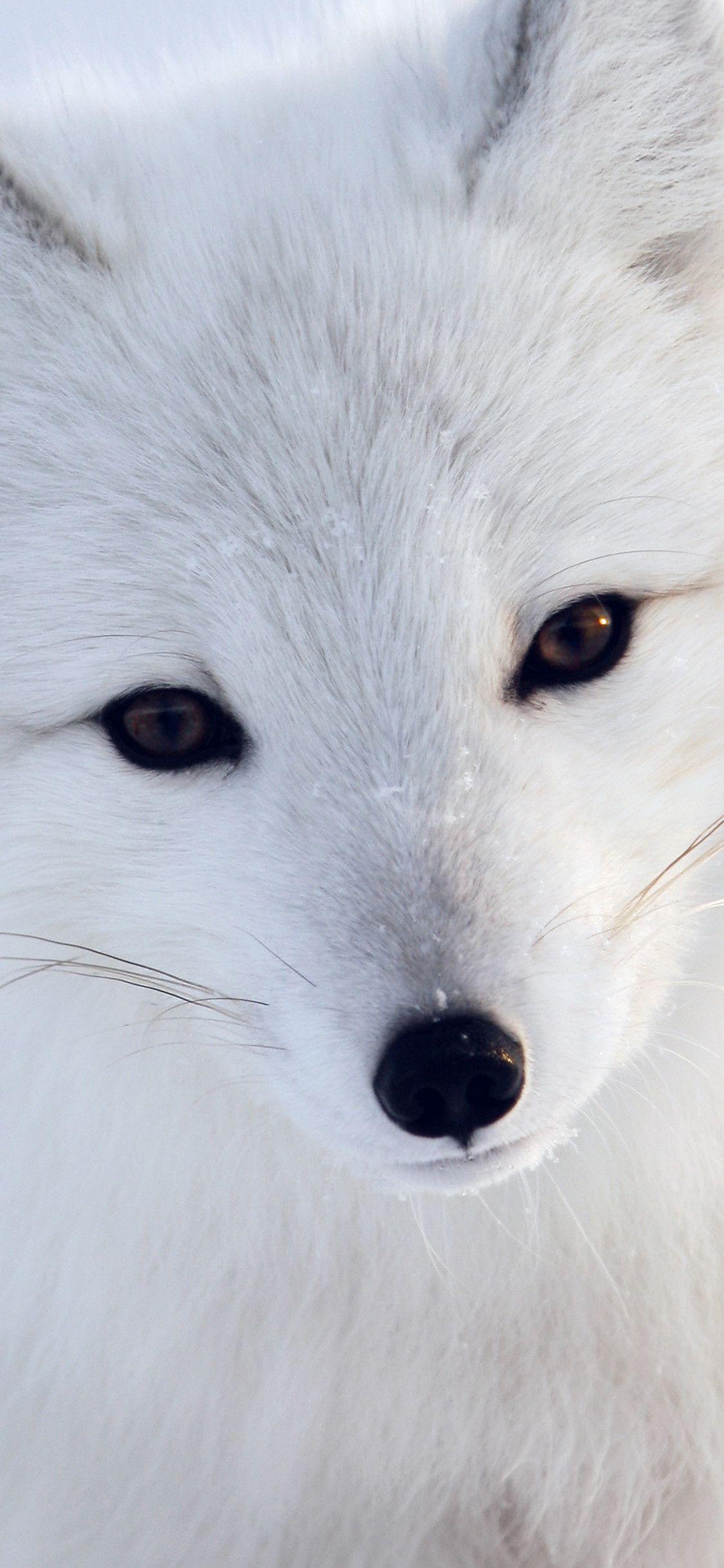Arctic Fox Wallpapers - Top Free Arctic Fox Backgrounds - WallpaperAccess