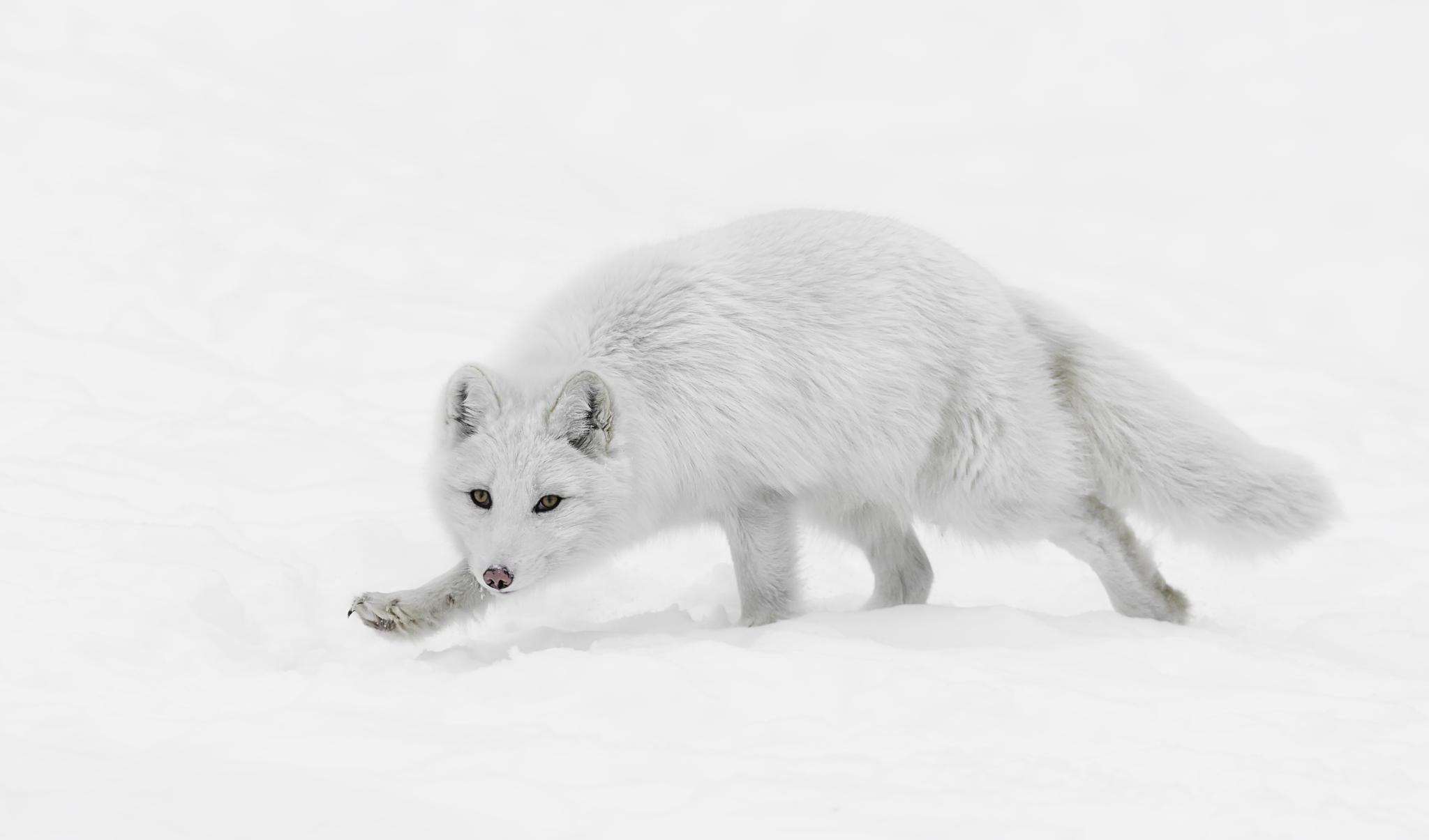 White Fox Wallpapers - Top Free White Fox Backgrounds - WallpaperAccess