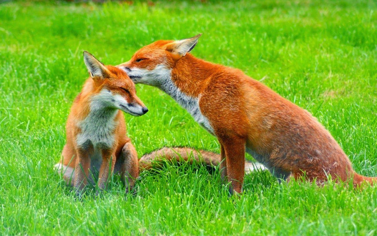 Cool Fox Wallpapers - Top Free Cool Fox Backgrounds - WallpaperAccess