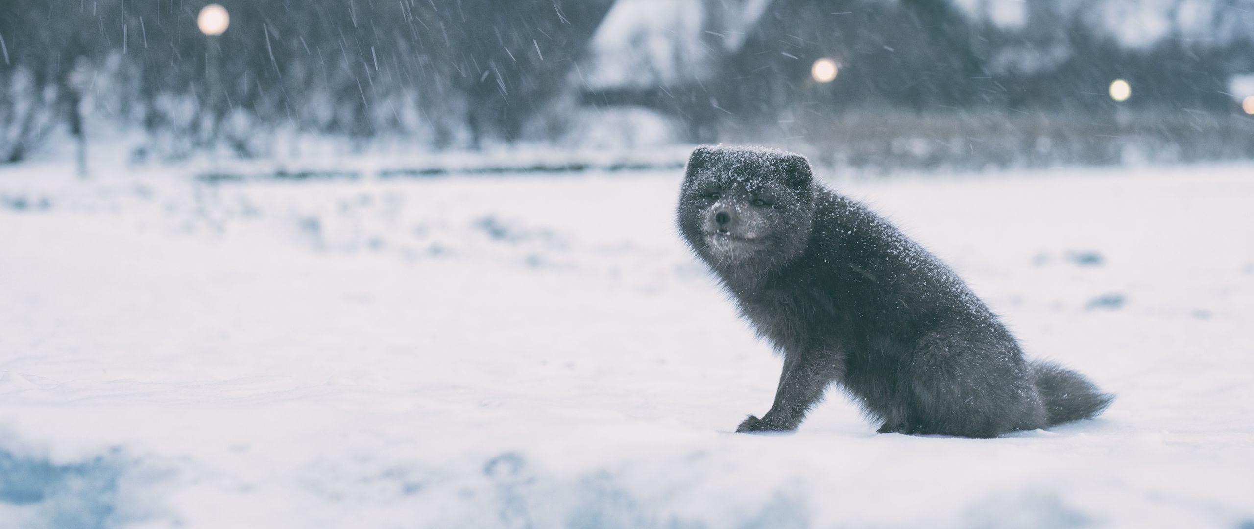 White Fox Wallpapers - Top Free White Fox Backgrounds - WallpaperAccess