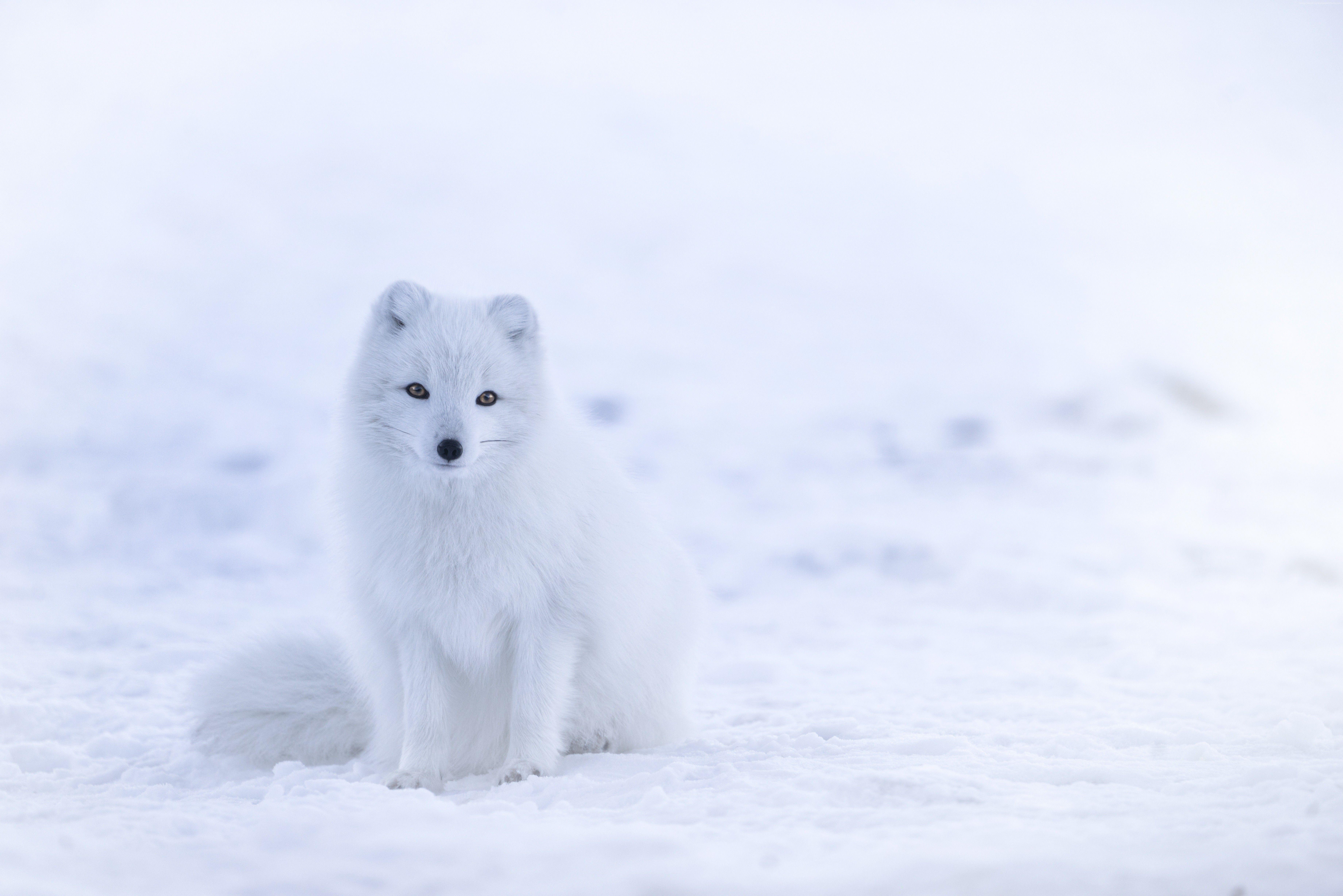 White Fox Wallpapers - Top Free White Fox Backgrounds - WallpaperAccess
