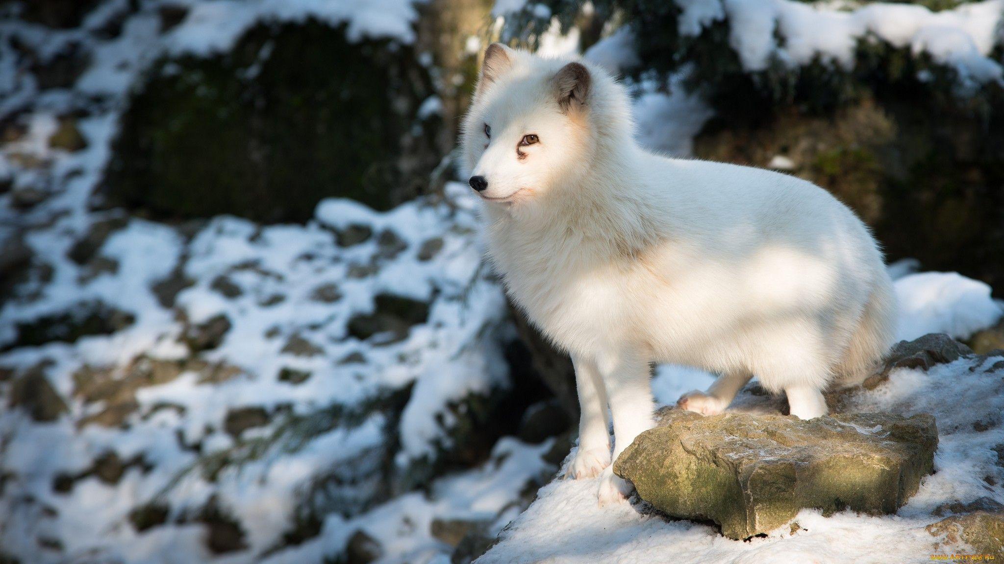 White Fox Wallpaper Widescreen
