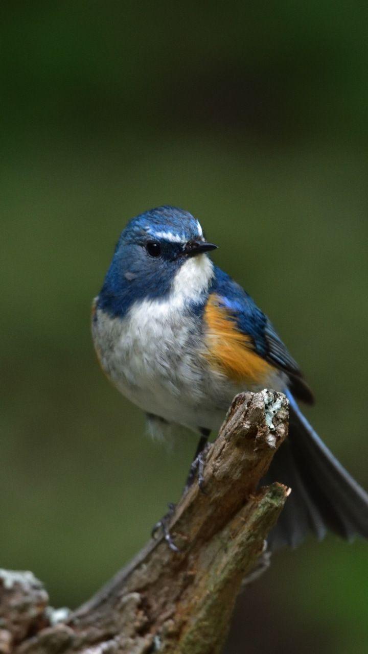 Blue Bird Wallpapers - Top Free Blue Bird Backgrounds - WallpaperAccess