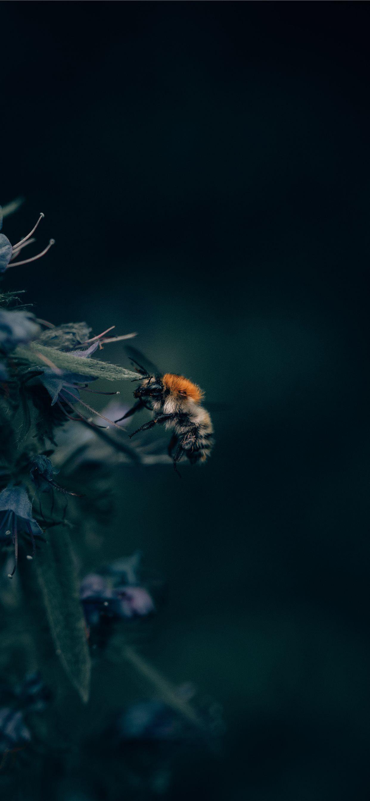 Bee iPhone Wallpapers - Top Free Bee iPhone Backgrounds - WallpaperAccess