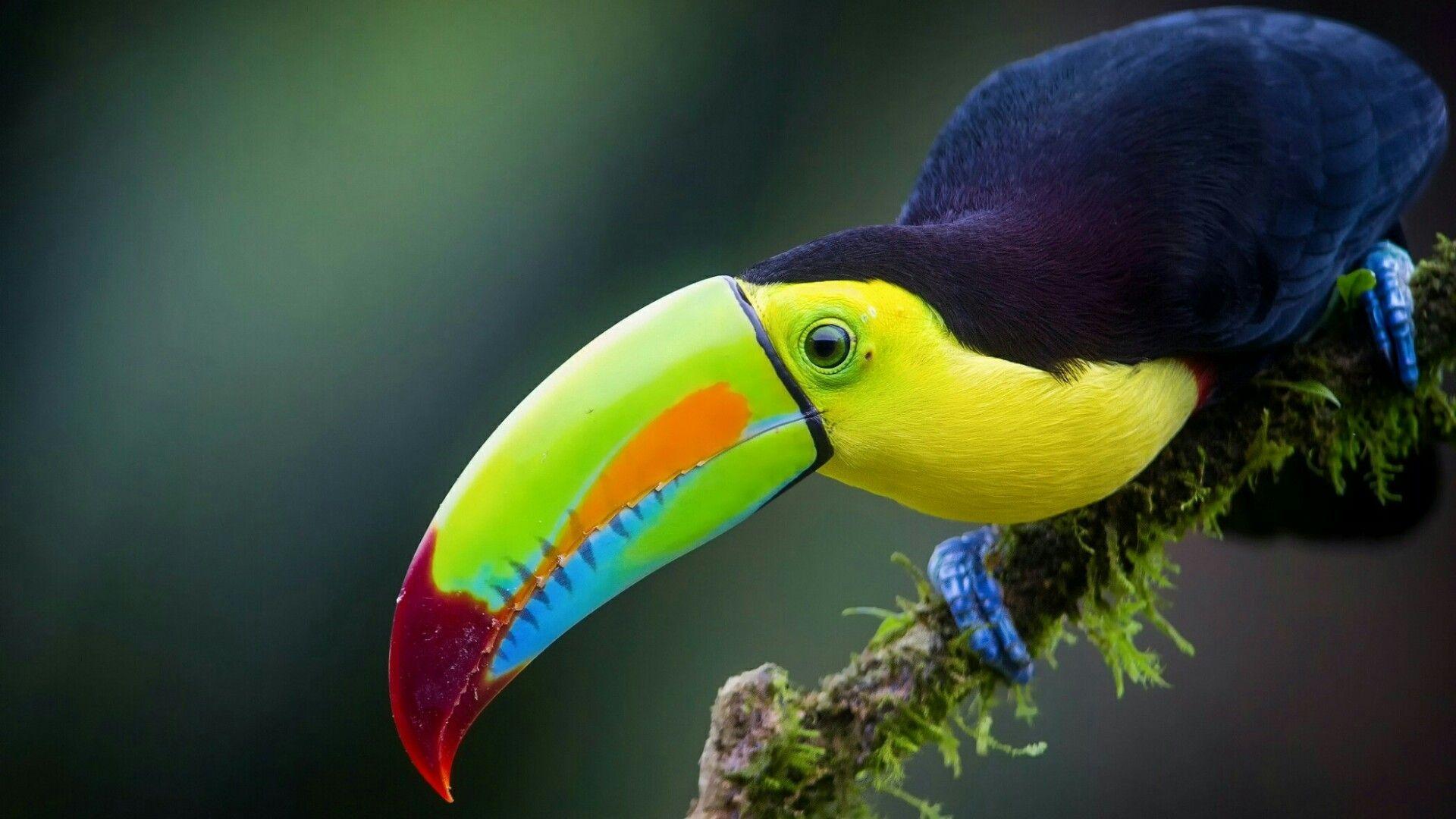 Toucan Wallpapers - Top Free Toucan Backgrounds - WallpaperAccess