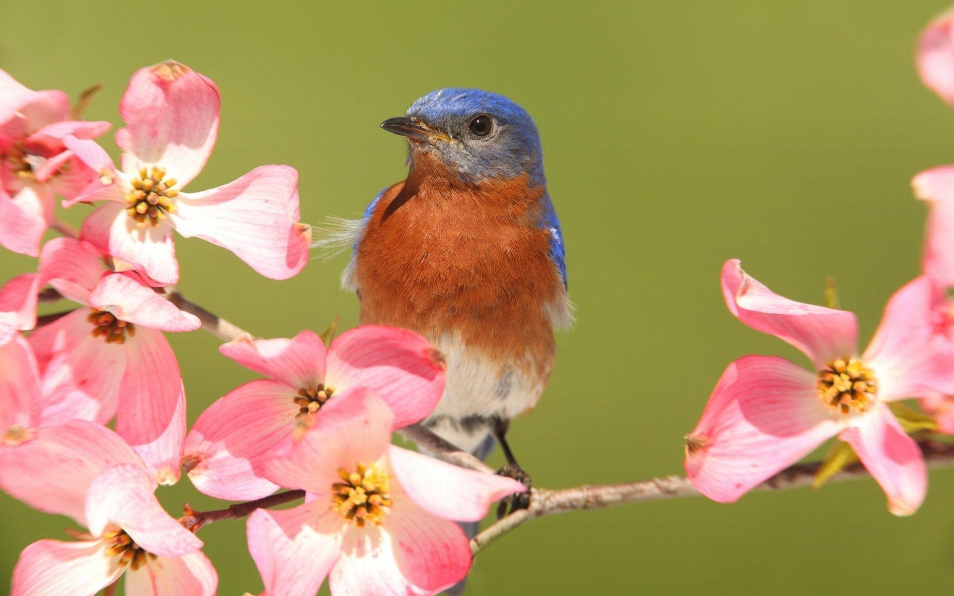 Blue Bird Wallpapers - Top Free Blue Bird Backgrounds - WallpaperAccess