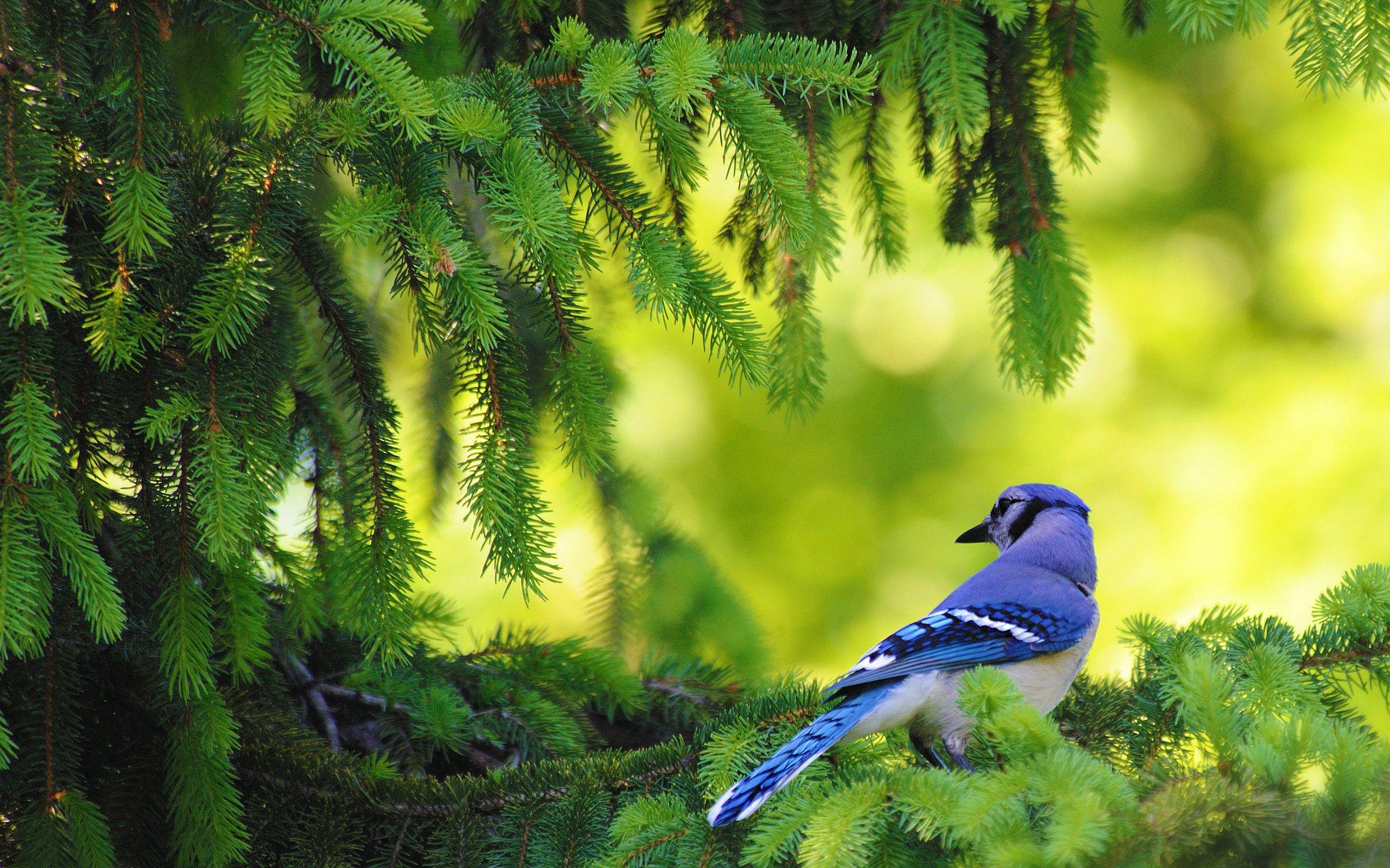 Blue Bird Wallpapers - Top Free Blue Bird Backgrounds - WallpaperAccess
