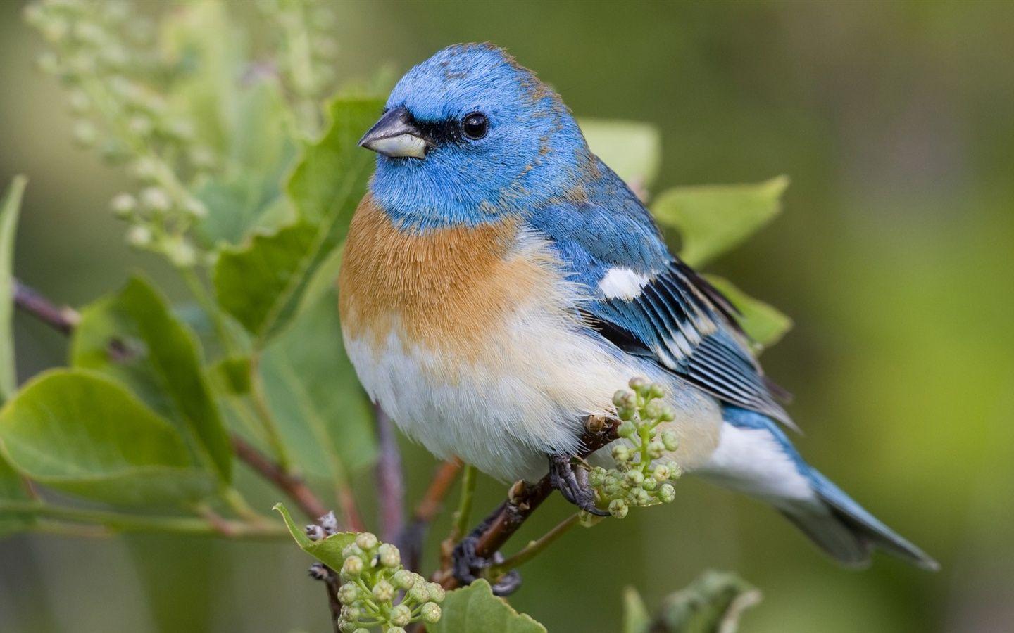 Blue Bird Wallpapers - Top Free Blue Bird Backgrounds - WallpaperAccess
