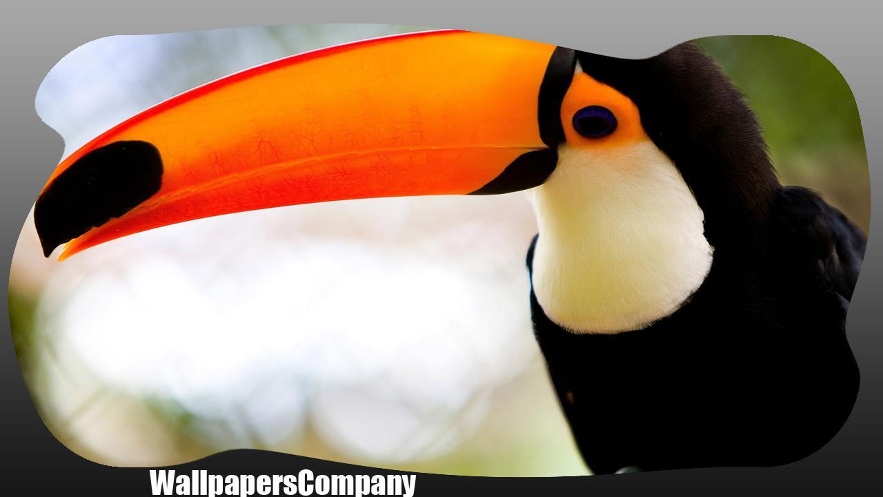 Toucan Wallpapers - Top Free Toucan Backgrounds - WallpaperAccess