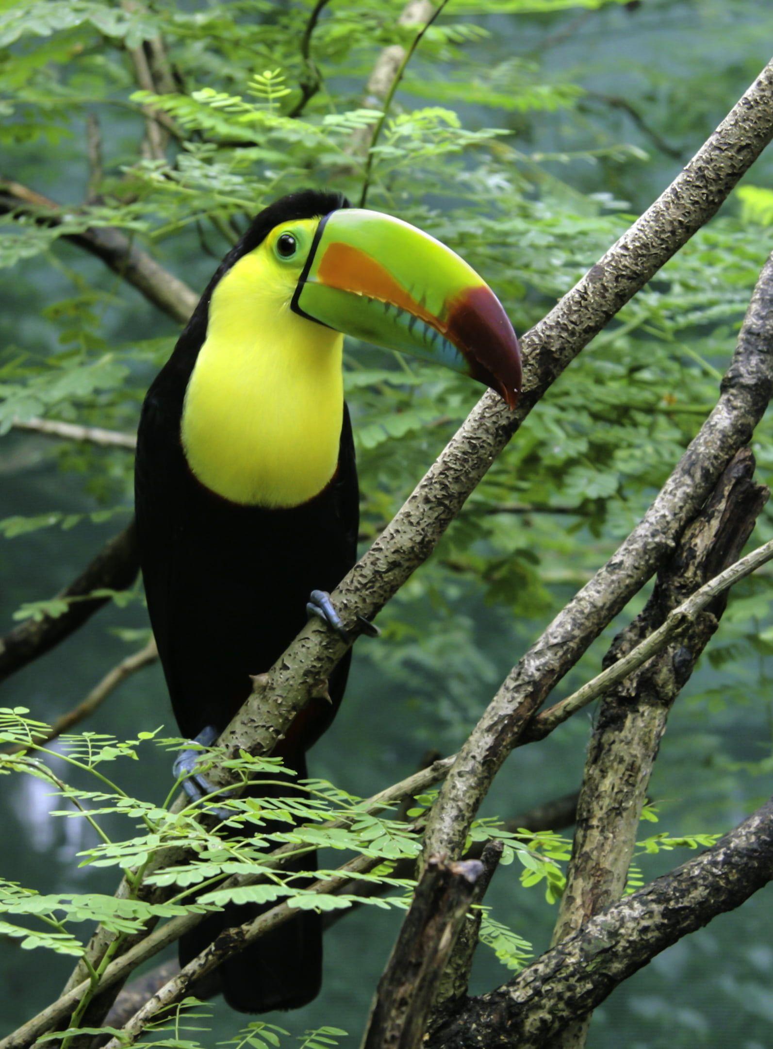 Toco Toucan Wallpapers - Top Free Toco Toucan Backgrounds - WallpaperAccess