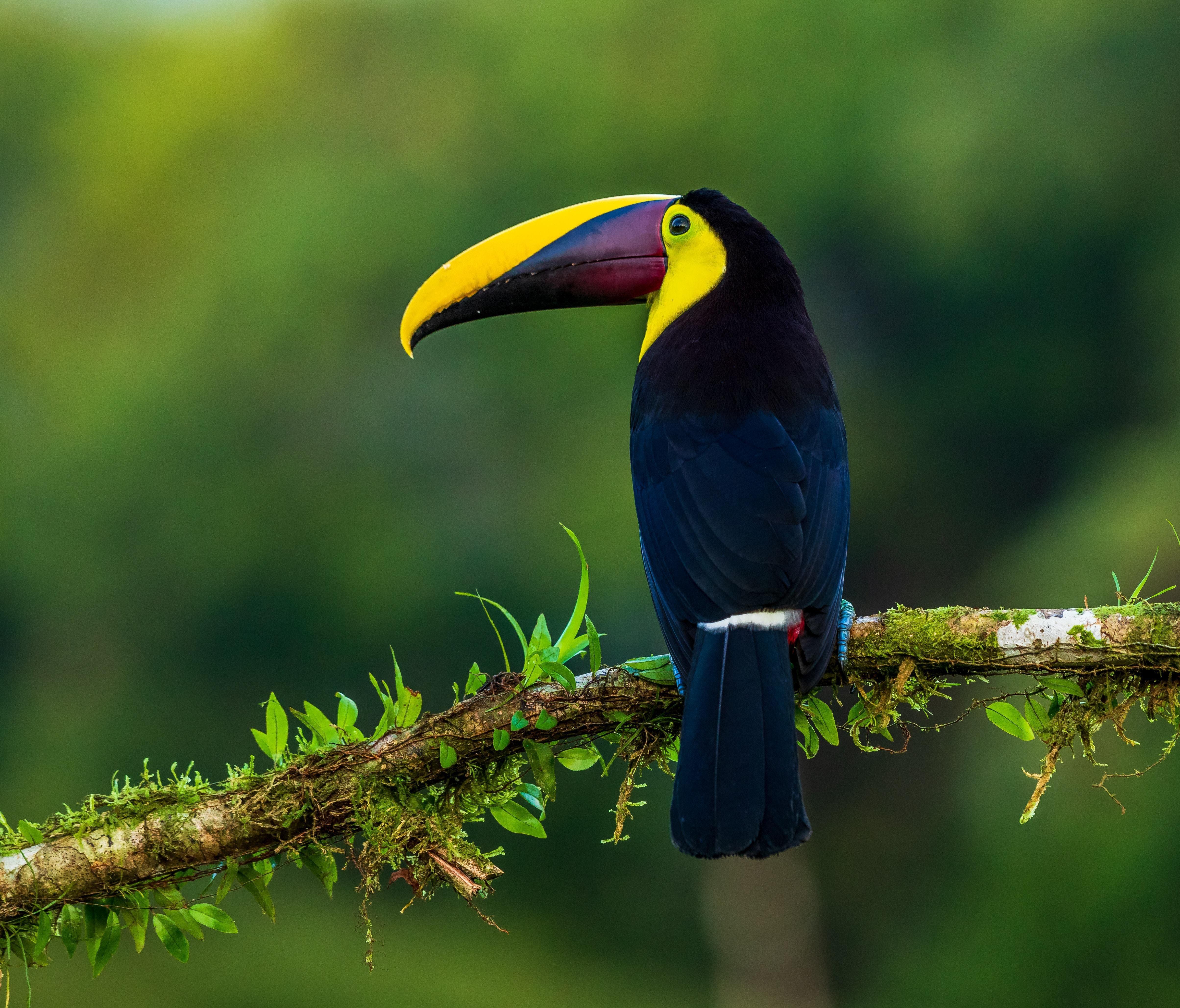 Toucan Wallpapers - Top Free Toucan Backgrounds - WallpaperAccess