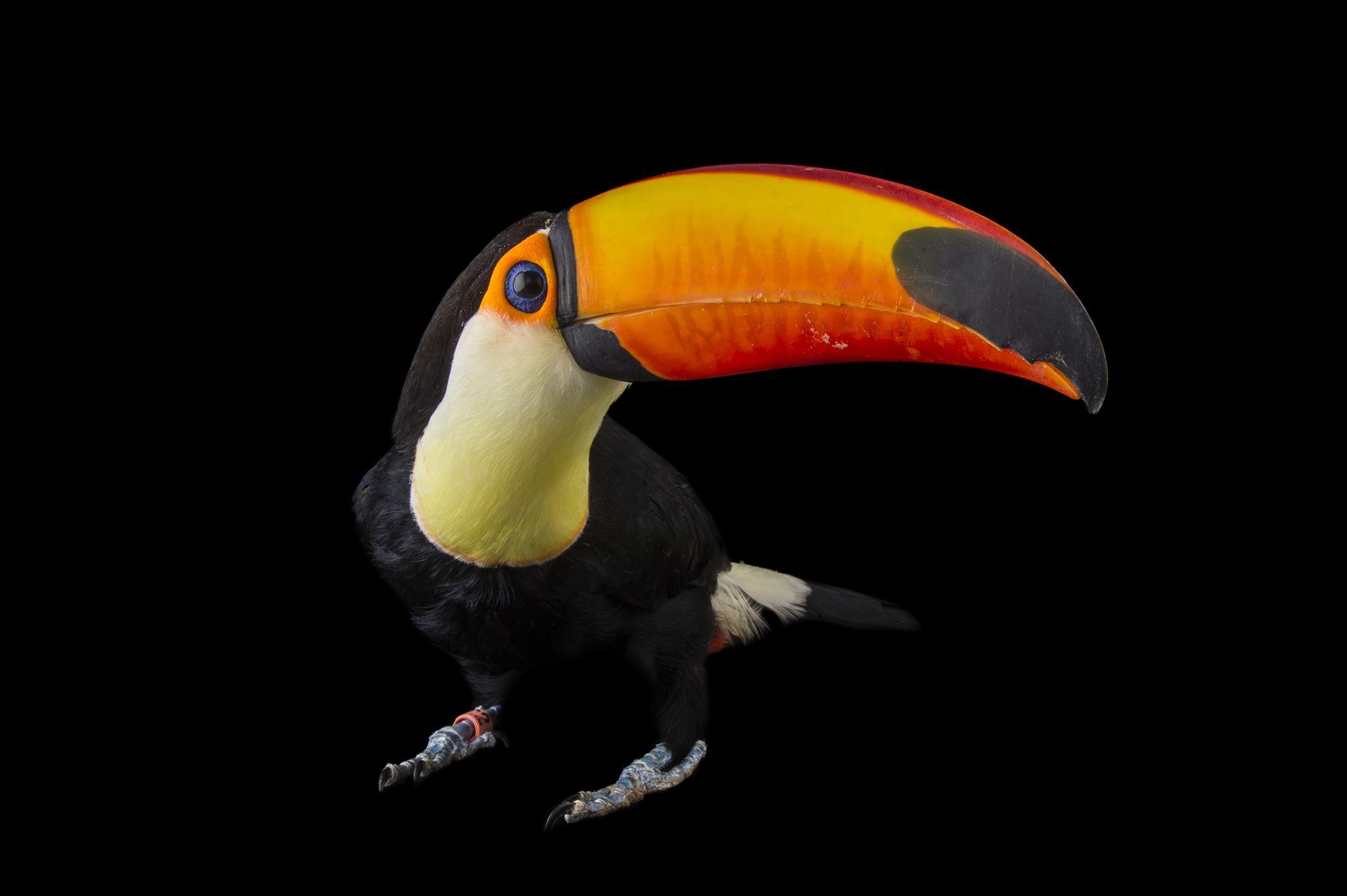 Toucan Wallpapers - Top Free Toucan Backgrounds - WallpaperAccess