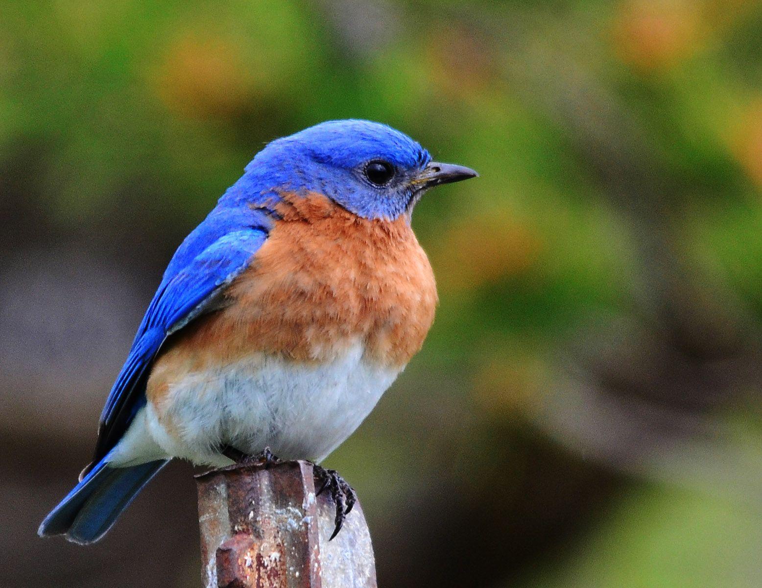 Blue Bird Wallpapers - Top Free Blue Bird Backgrounds - WallpaperAccess