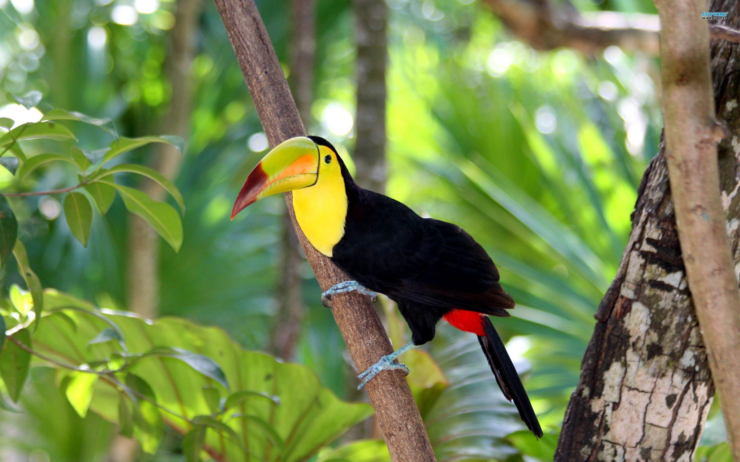 Toucan Wallpapers - Top Free Toucan Backgrounds - WallpaperAccess