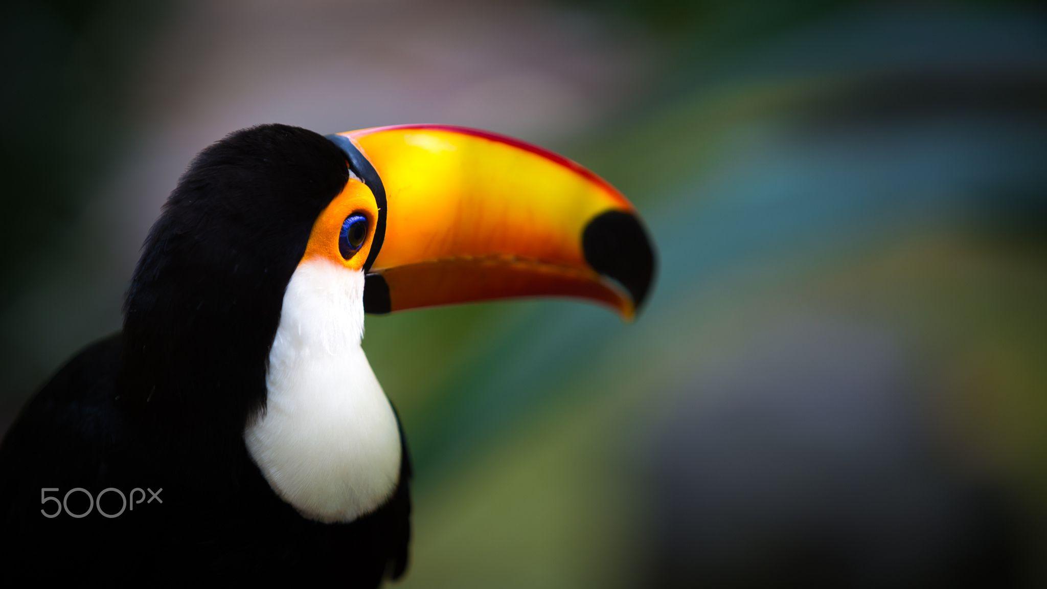 Toucan Wallpapers - Top Free Toucan Backgrounds - WallpaperAccess