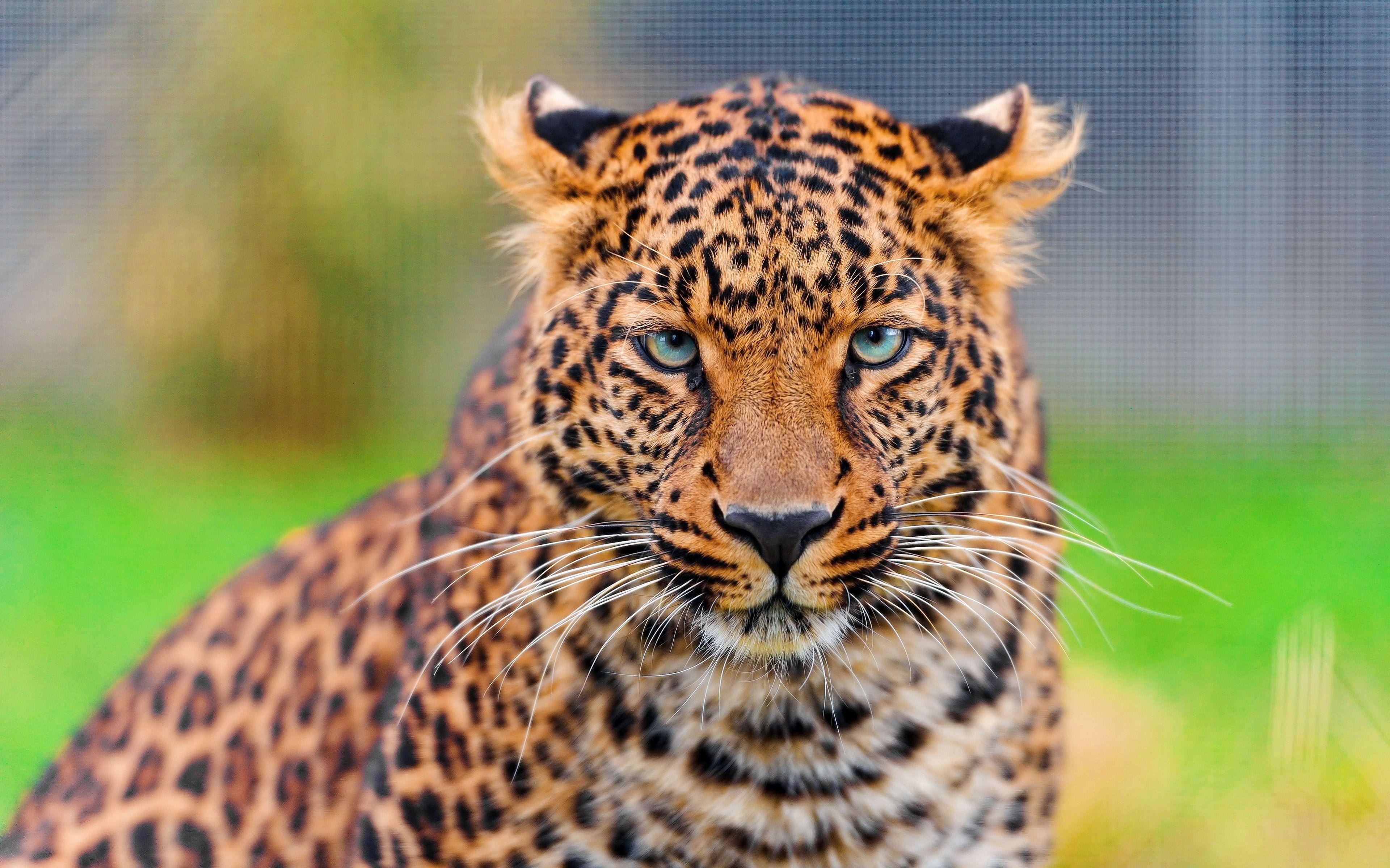 Leopard 4K Wallpapers - Top Free Leopard 4K Backgrounds - WallpaperAccess