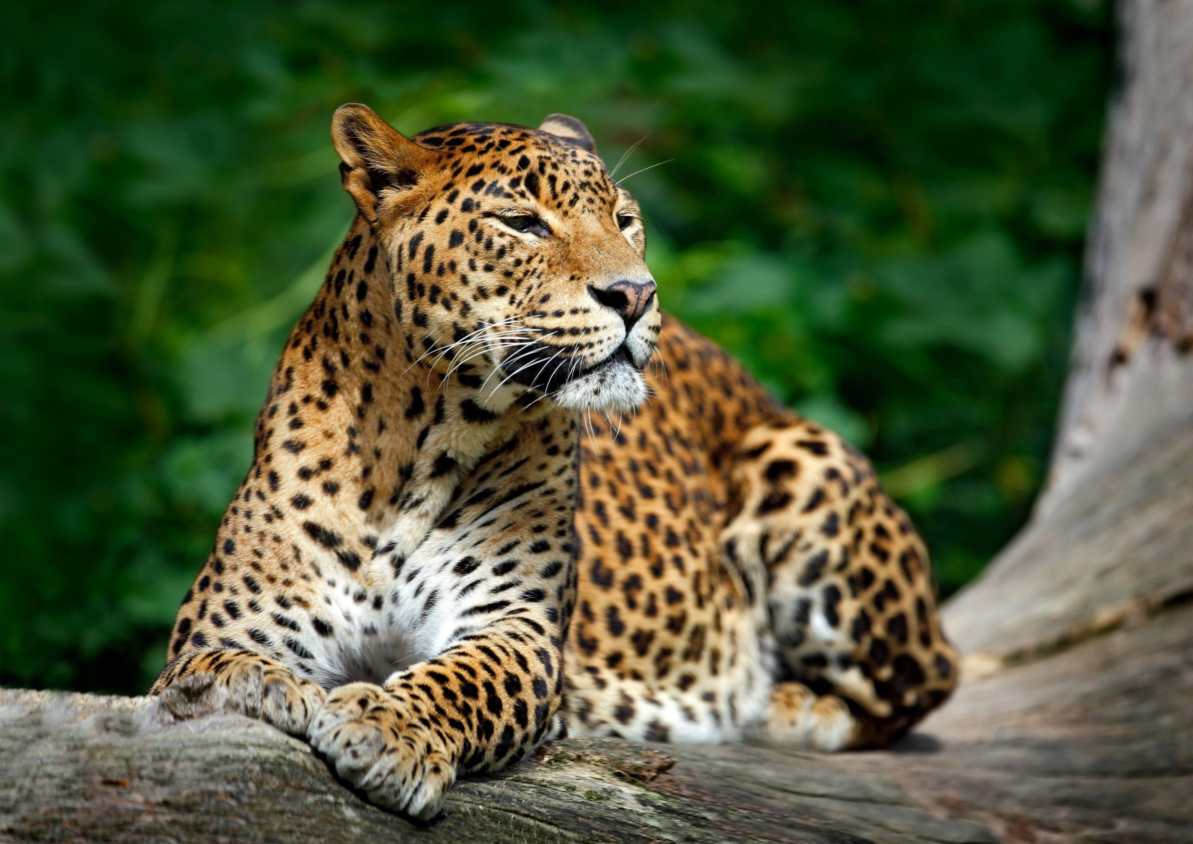 Leopard 4K Wallpapers - Top Free Leopard 4K Backgrounds - WallpaperAccess