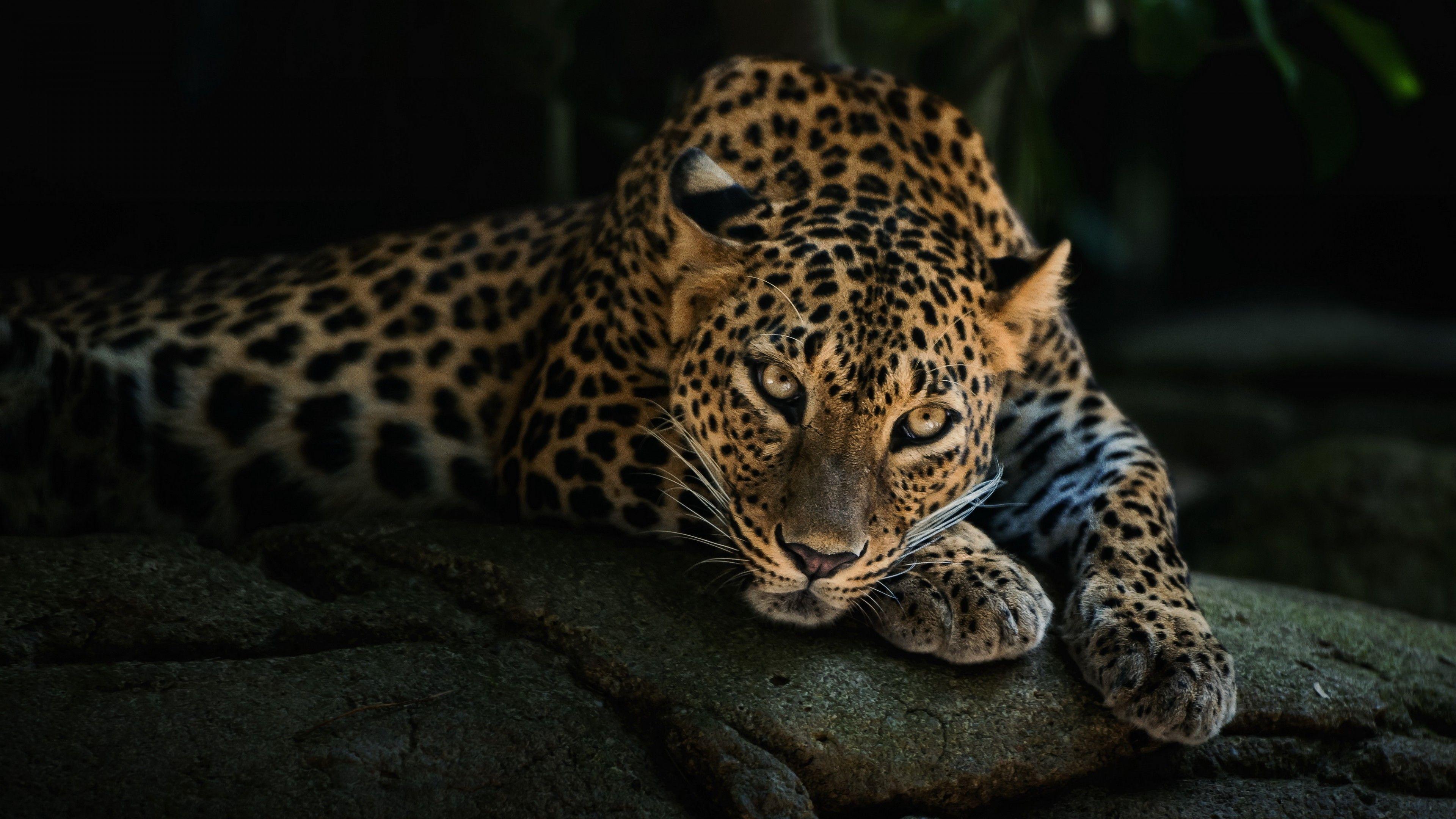 Leopard 4K Wallpapers - Top Free Leopard 4K Backgrounds - WallpaperAccess