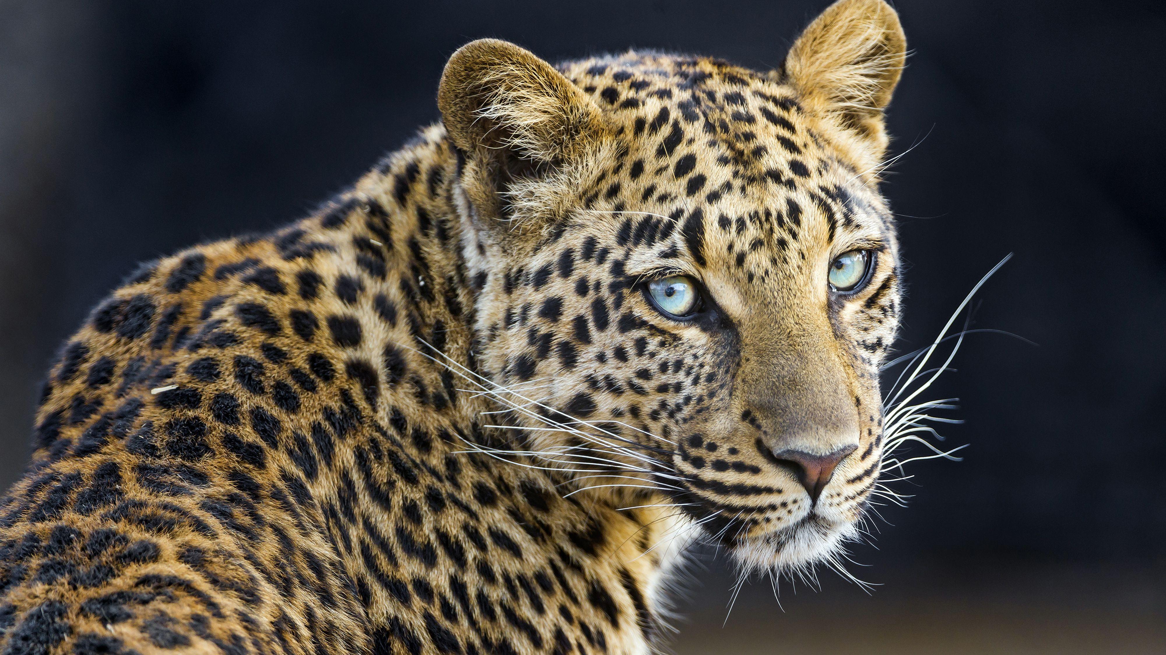 Leopard 4K Wallpapers - Top Free Leopard 4K Backgrounds - WallpaperAccess