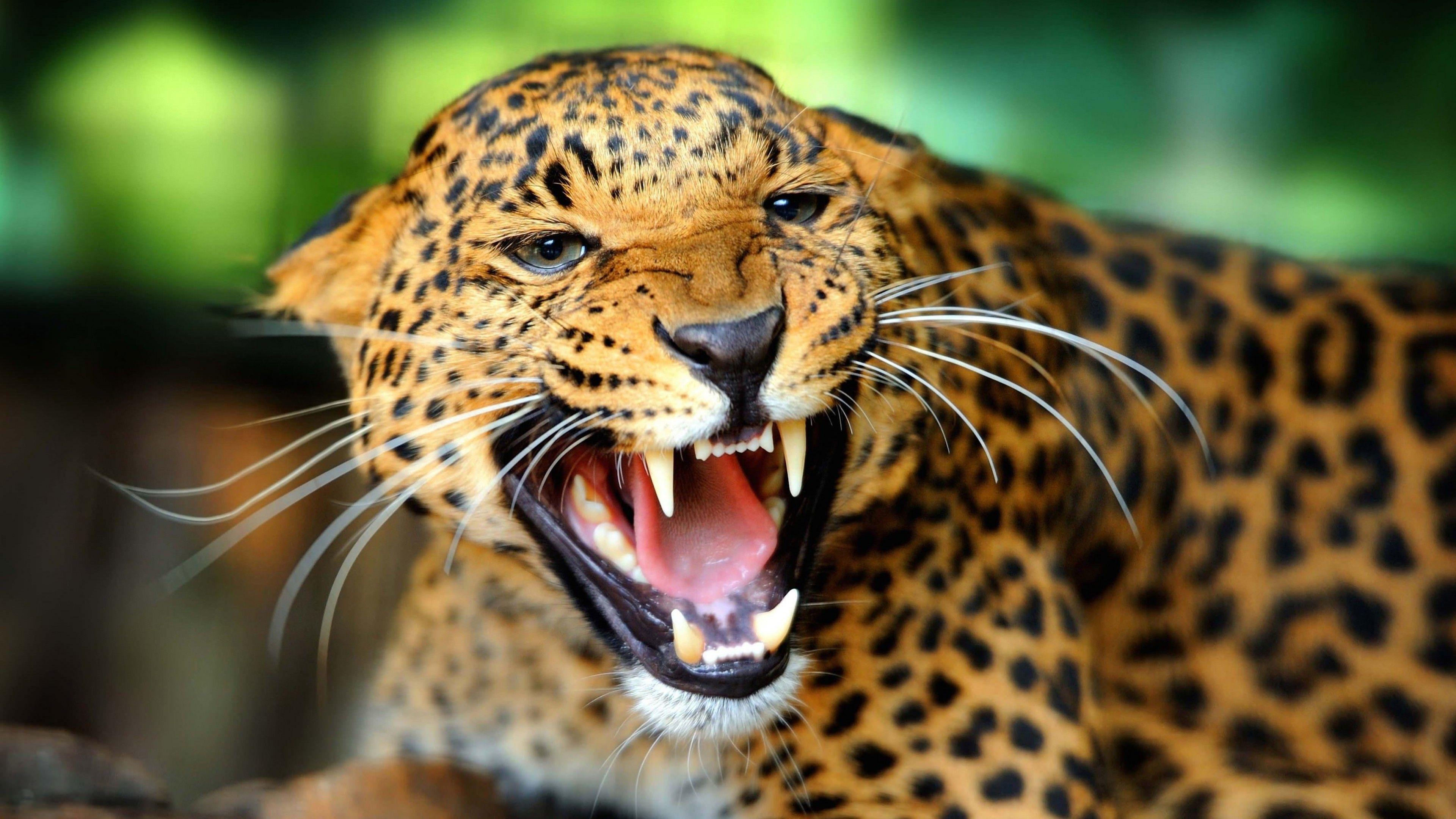 Leopard 4K Wallpapers - Top Free Leopard 4K Backgrounds - WallpaperAccess