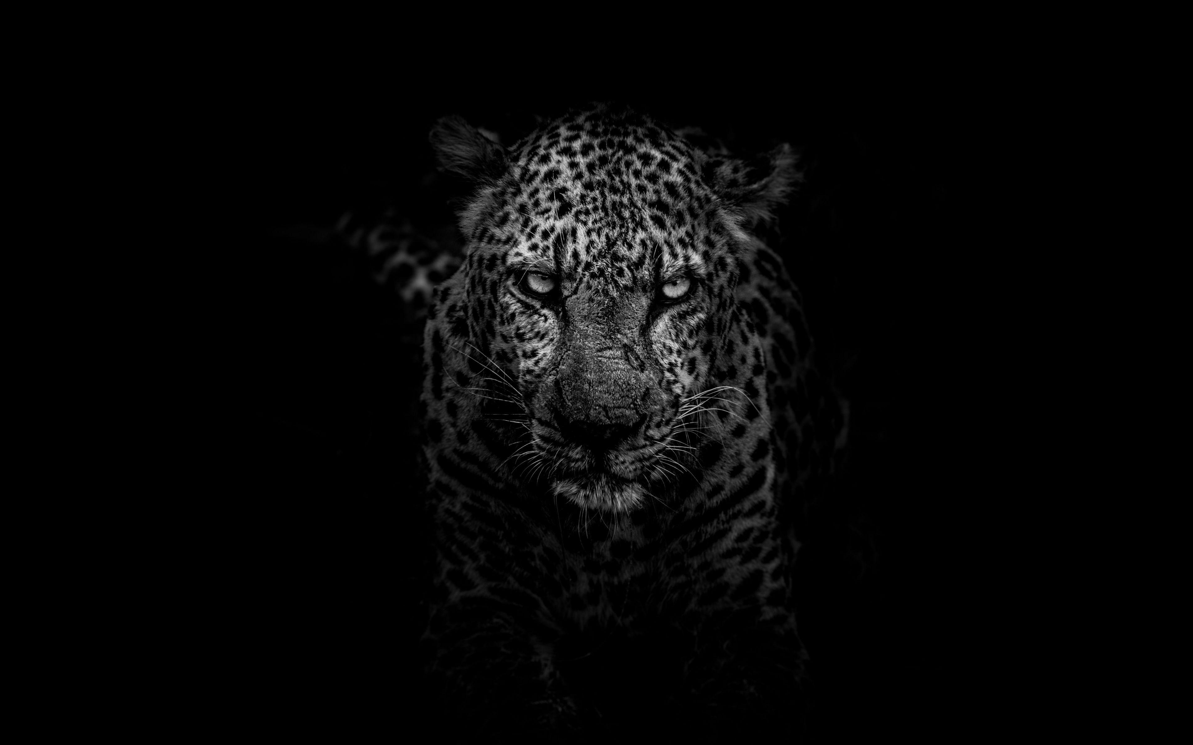 Leopard 4K Wallpapers - Top Free Leopard 4K Backgrounds - WallpaperAccess