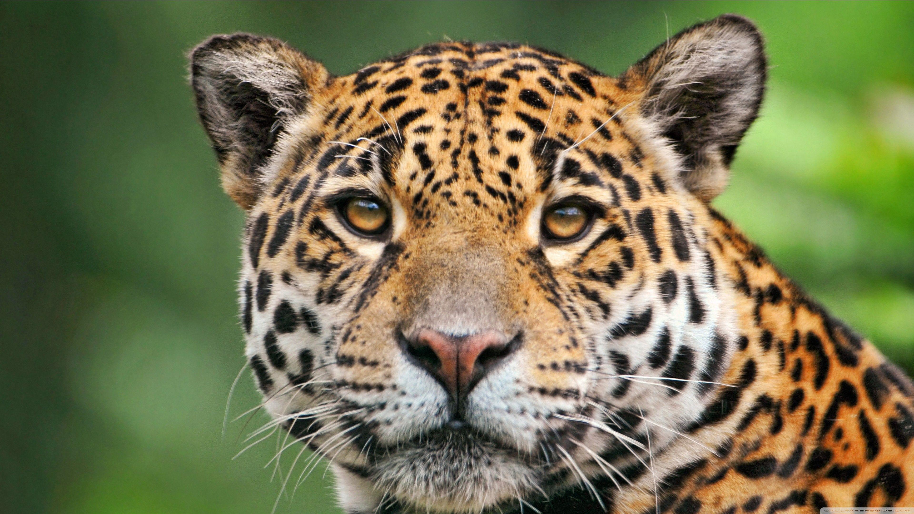 Leopard 4K Wallpapers - Top Free Leopard 4K Backgrounds - WallpaperAccess