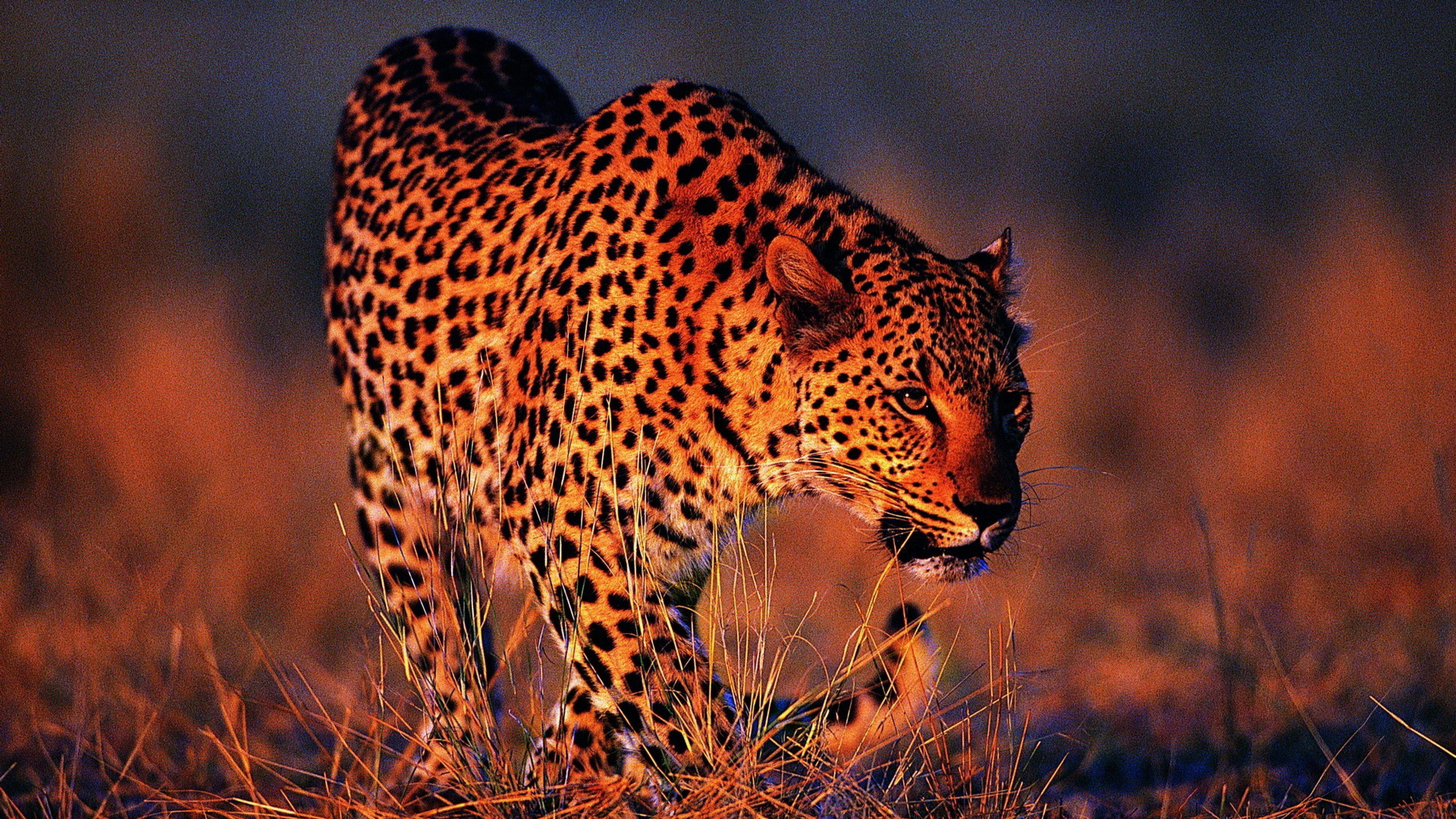 Leopard 4K Wallpapers - Top Free Leopard 4K Backgrounds - WallpaperAccess