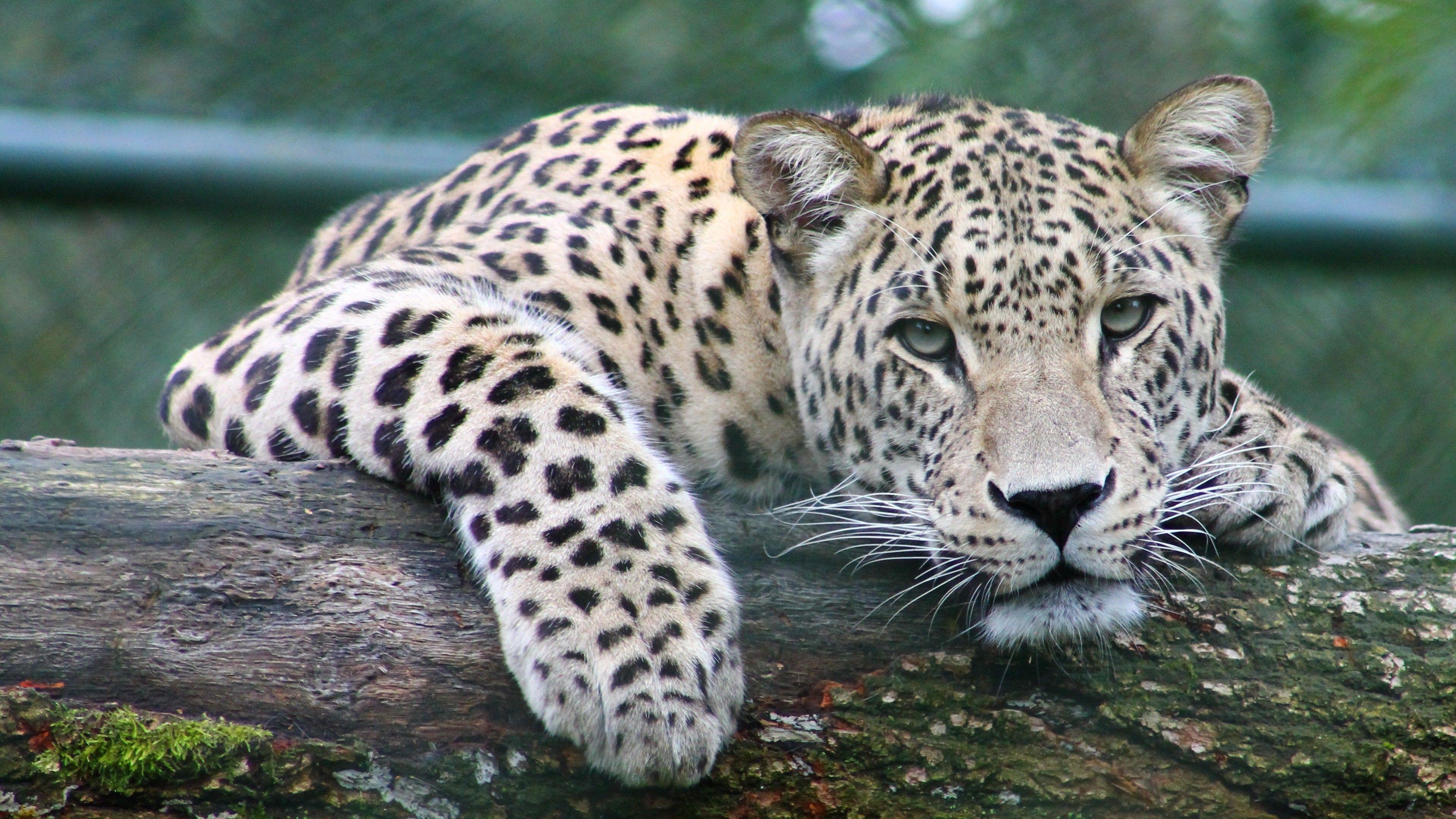 Leopard 4K Wallpapers - Top Free Leopard 4K Backgrounds - WallpaperAccess