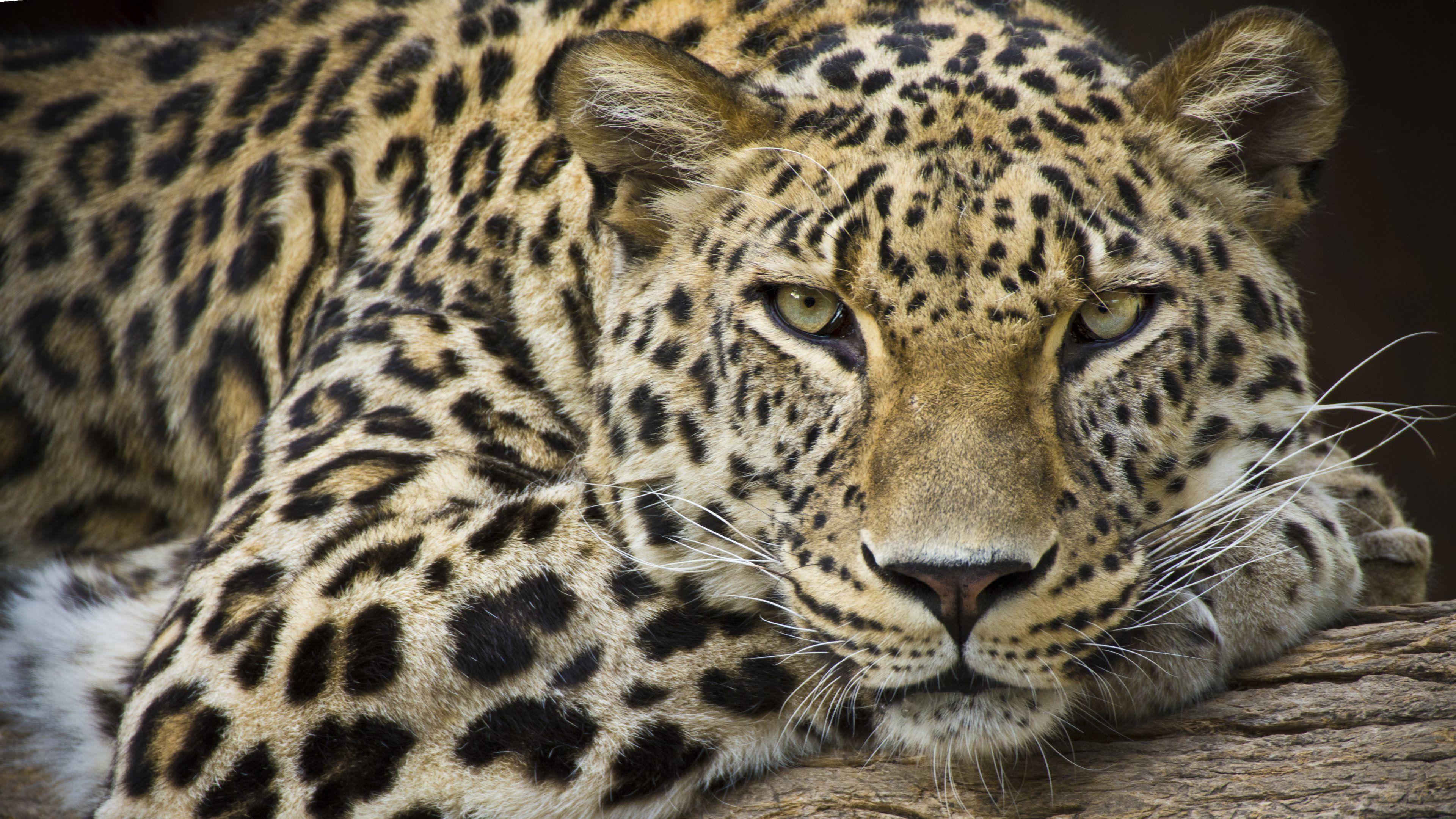 Leopard 4K Wallpapers - Top Free Leopard 4K Backgrounds - WallpaperAccess