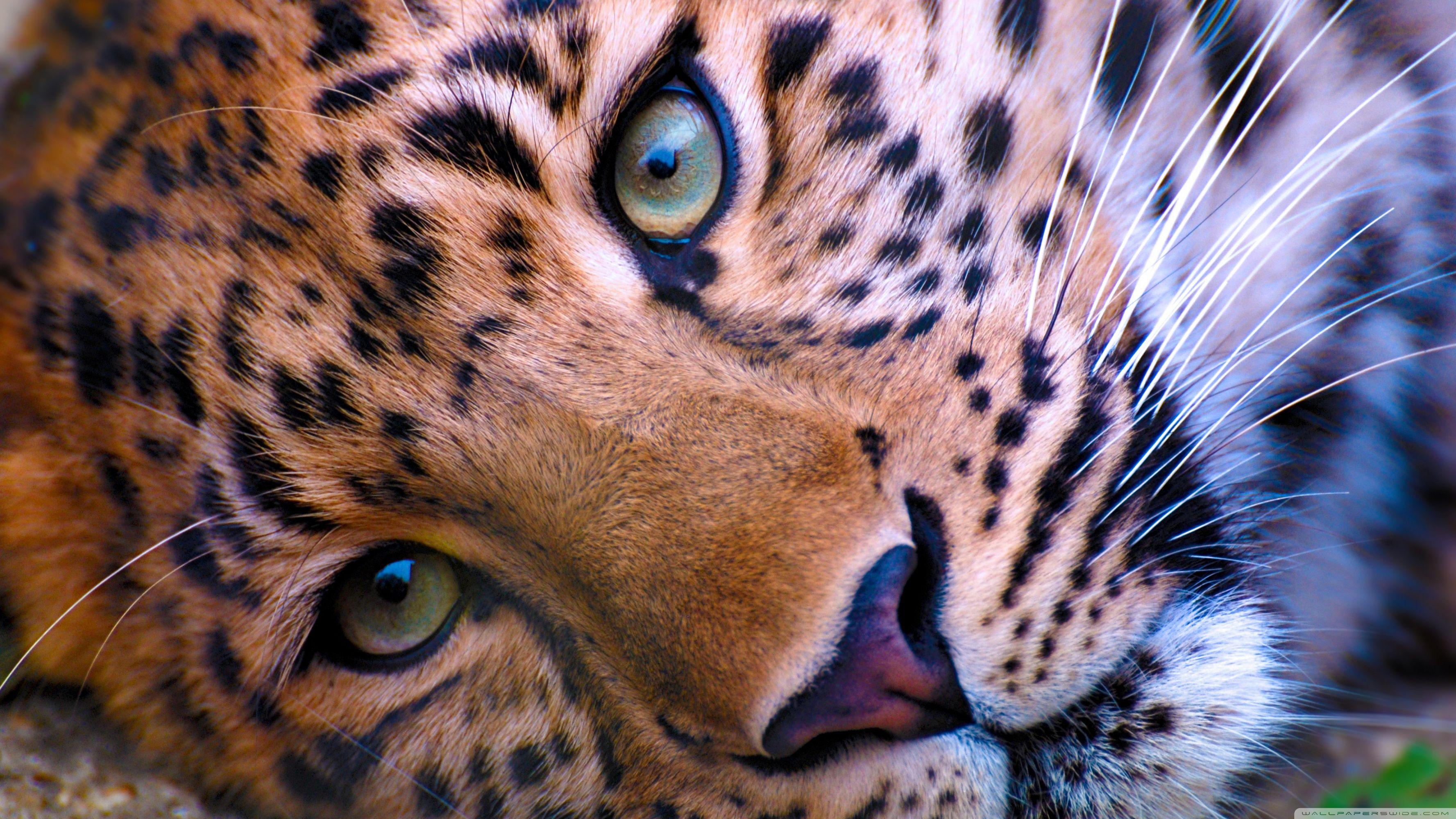 Leopard 4K Wallpapers - Top Free Leopard 4K Backgrounds - WallpaperAccess