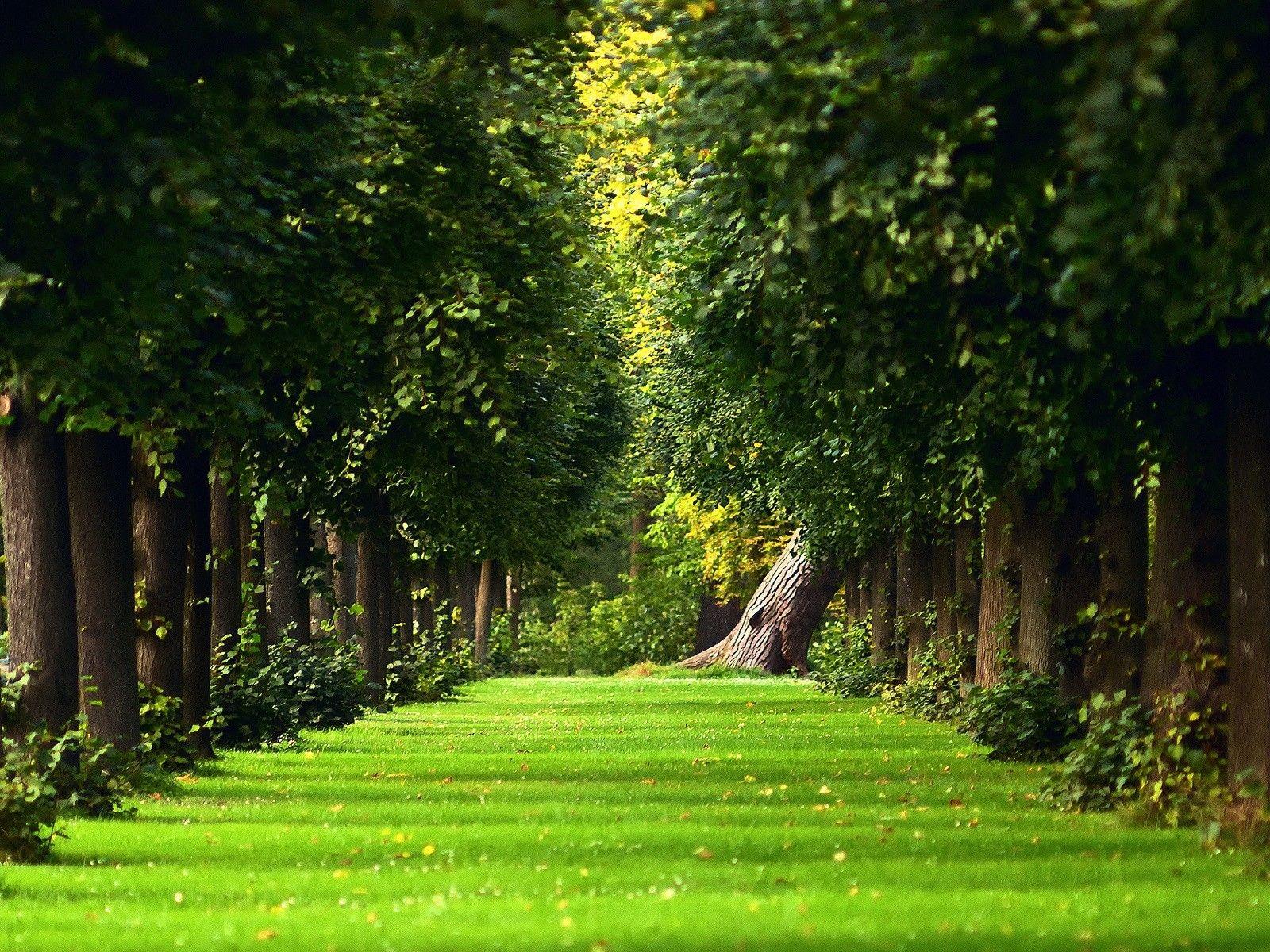 Garden Nature Wallpapers - Top Free Garden Nature Backgrounds ...