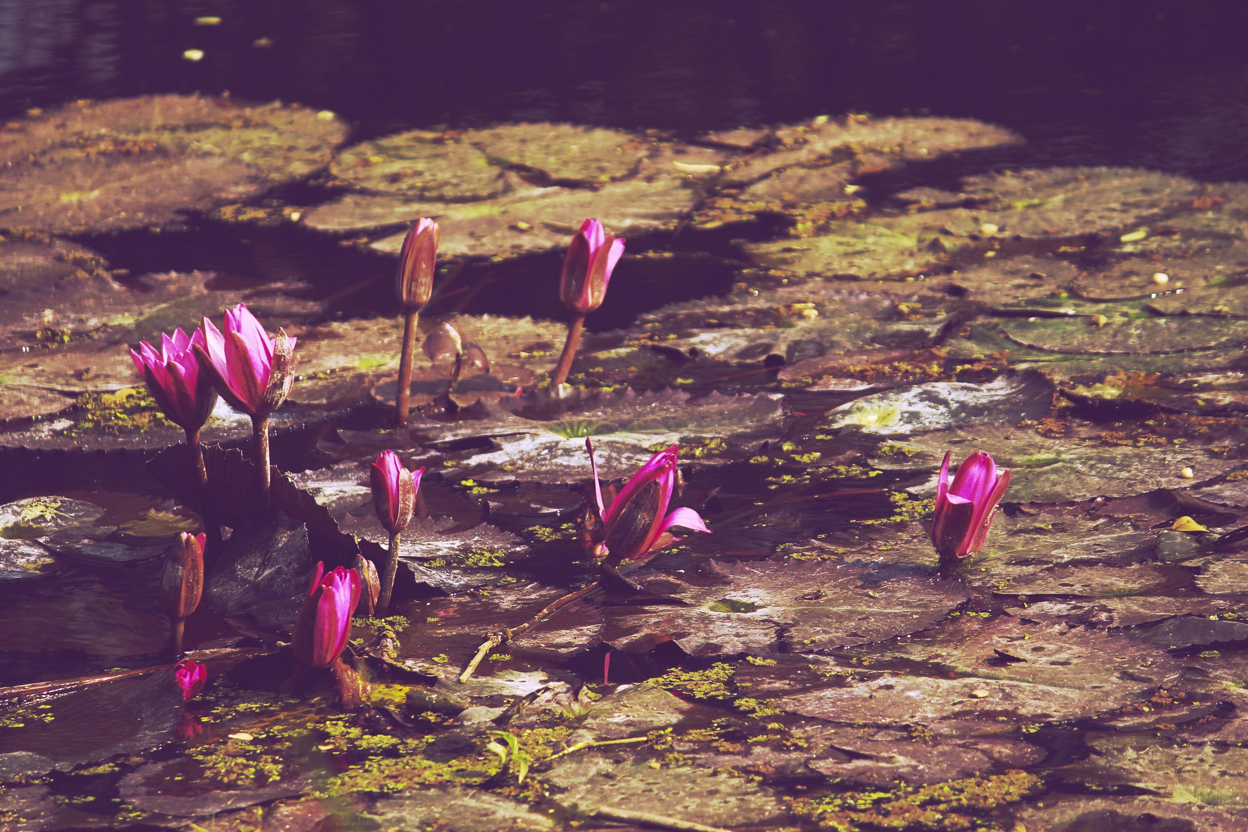 Botanical Garden Wallpapers - Top Free Botanical Garden Backgrounds ...