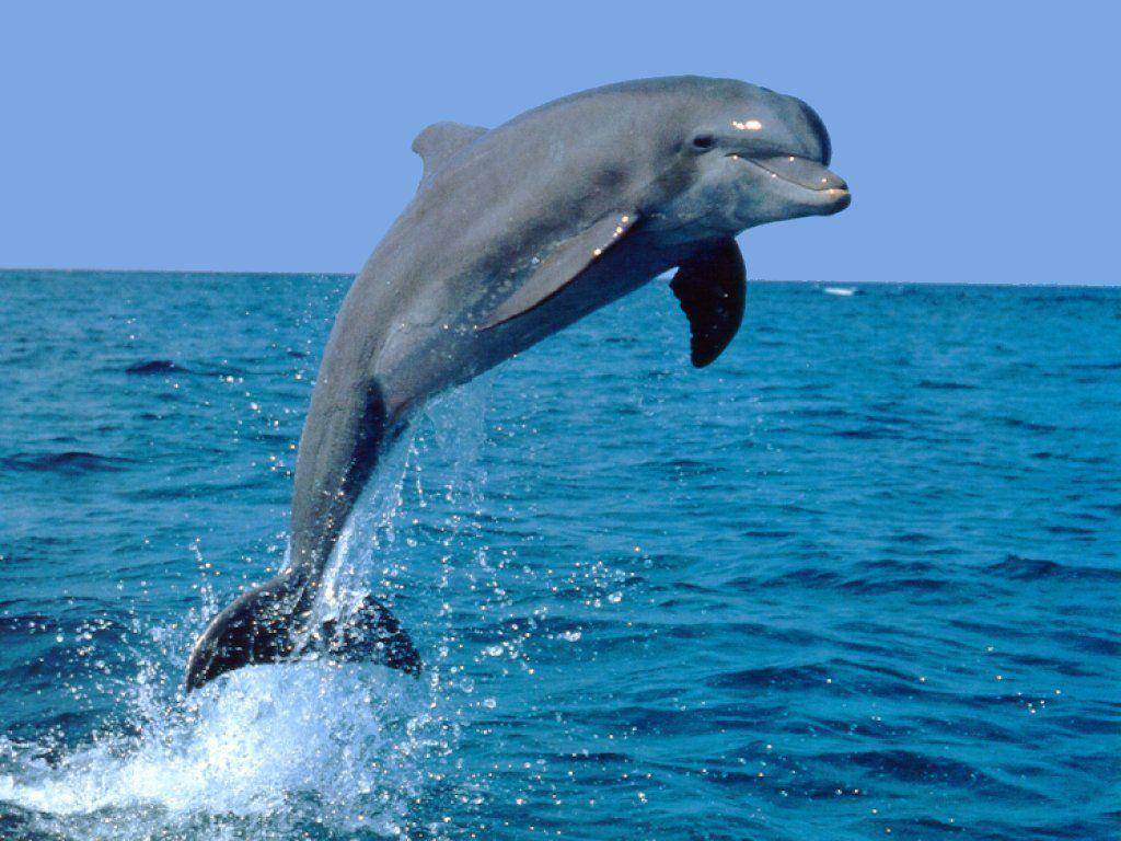 Cute Dolphin Wallpapers - Top Free Cute Dolphin Backgrounds ...