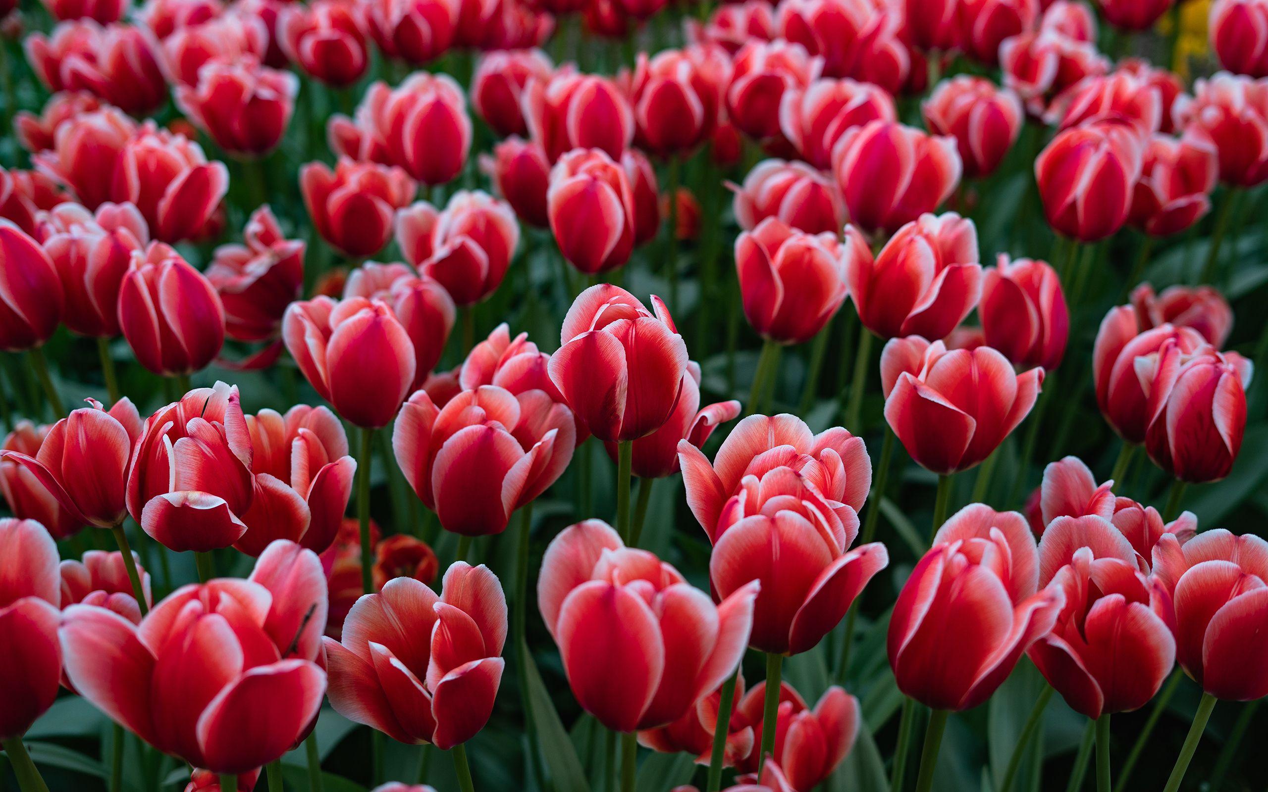 Botanical Garden Wallpapers - Top Free Botanical Garden Backgrounds ...