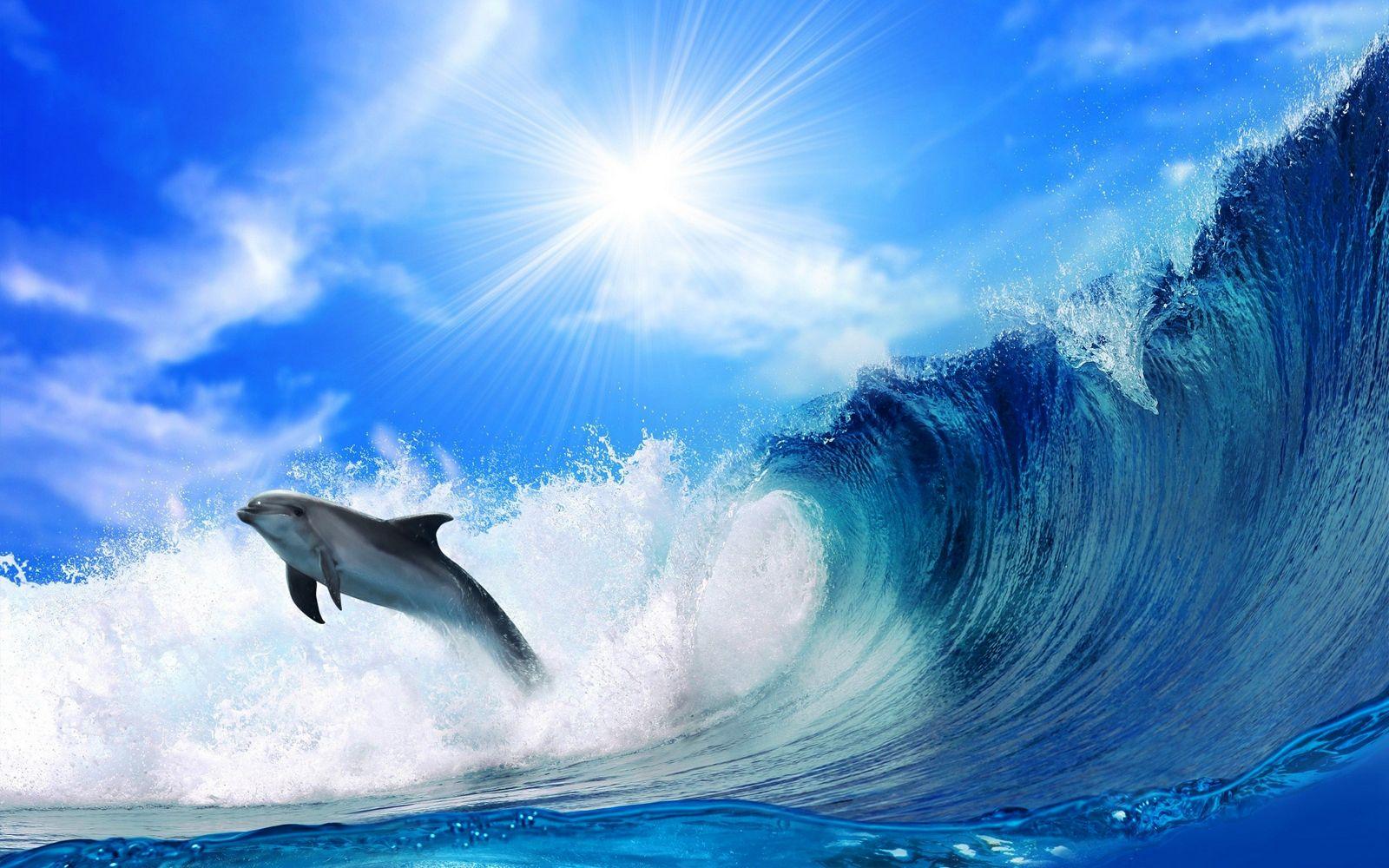 Cute Dolphin Wallpapers - Top Free Cute Dolphin Backgrounds ...
