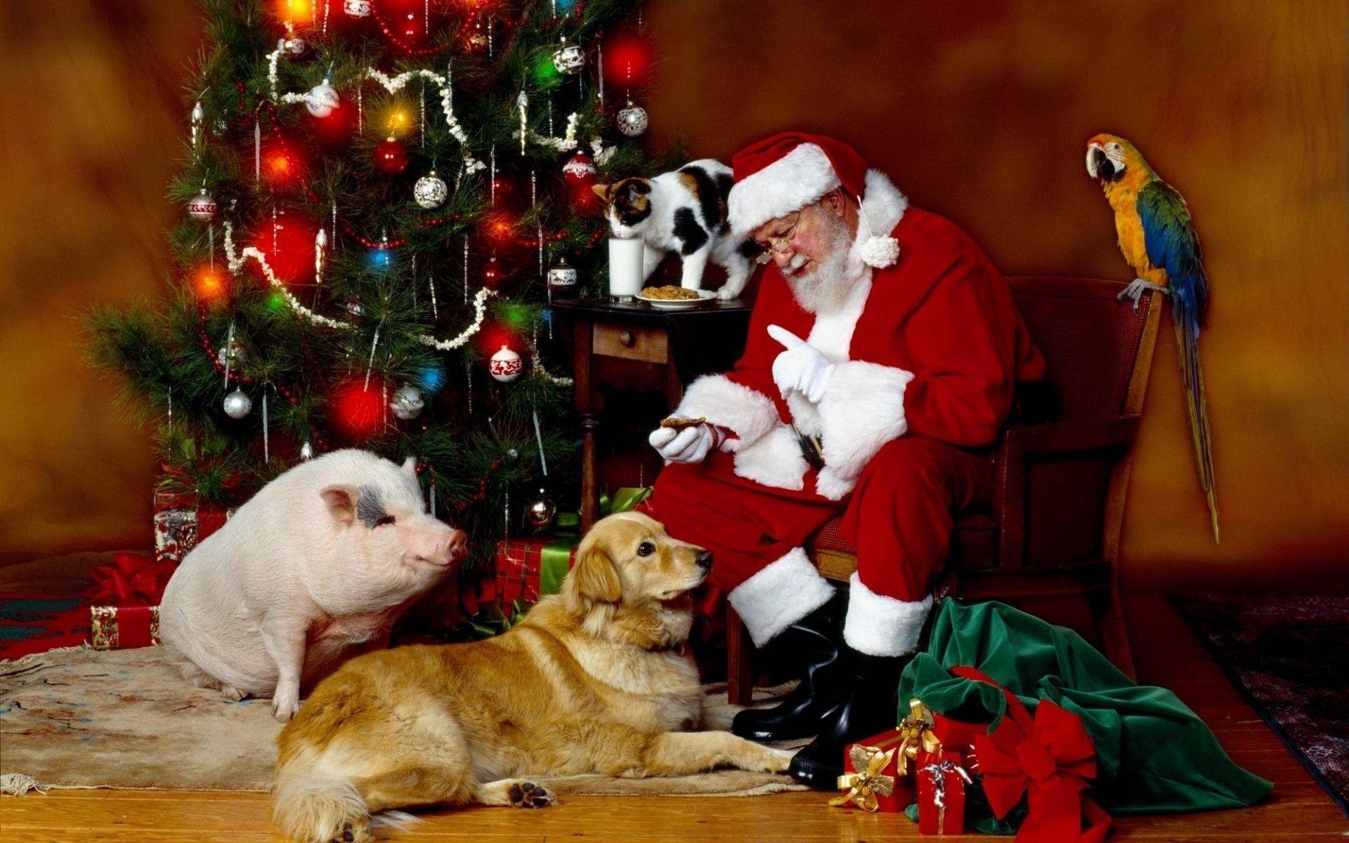 Christmas Animals Wallpapers - Top Free Christmas Animals Backgrounds ...