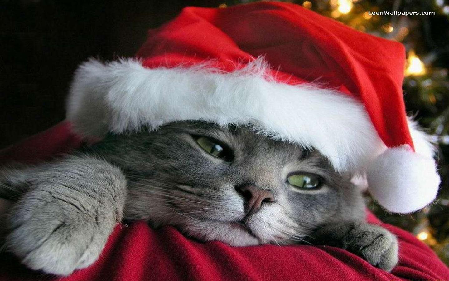 Christmas Animals Wallpapers - Top Free Christmas Animals Backgrounds ...
