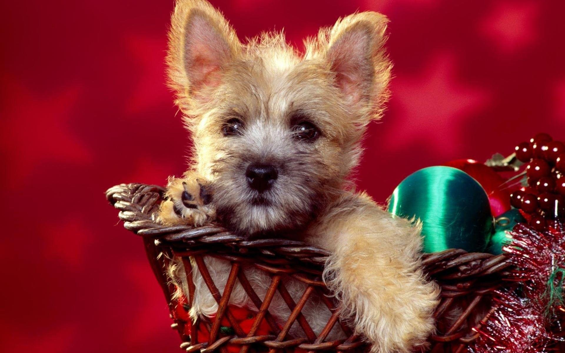 Christmas Animals Wallpapers - Top Free Christmas Animals Backgrounds ...