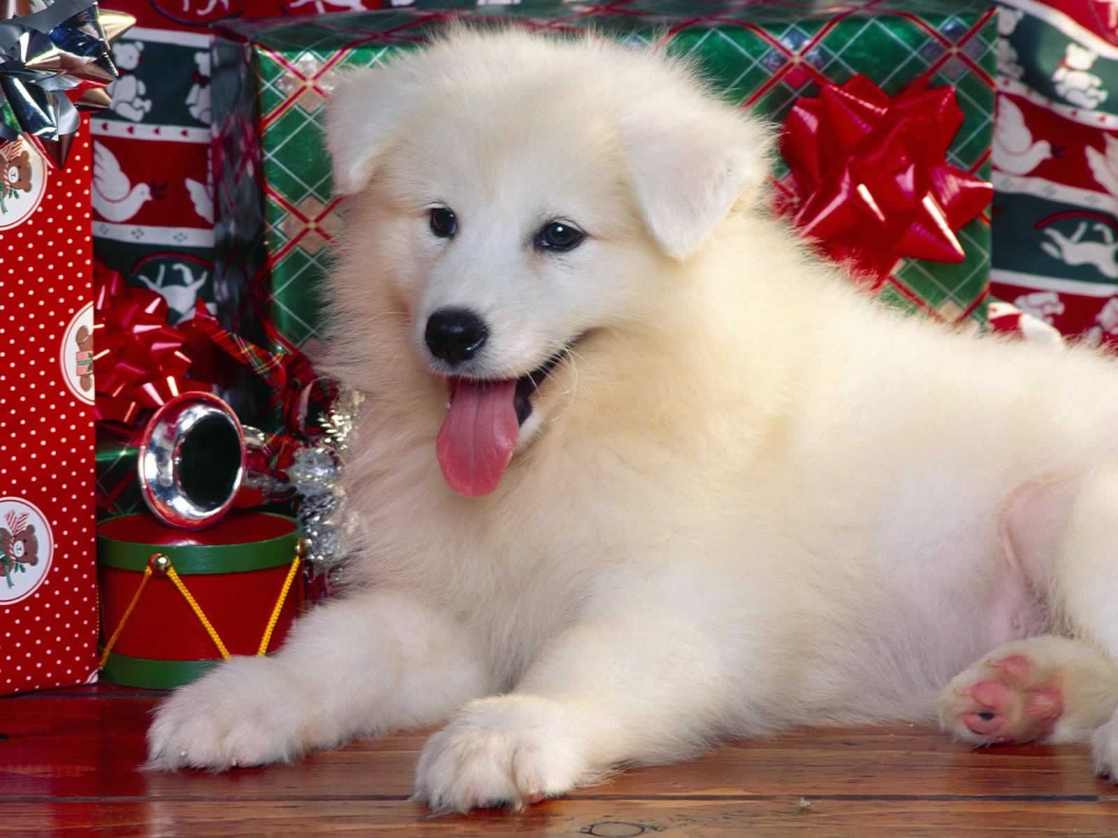 Christmas Animals Wallpapers - Top Free Christmas Animals Backgrounds ...