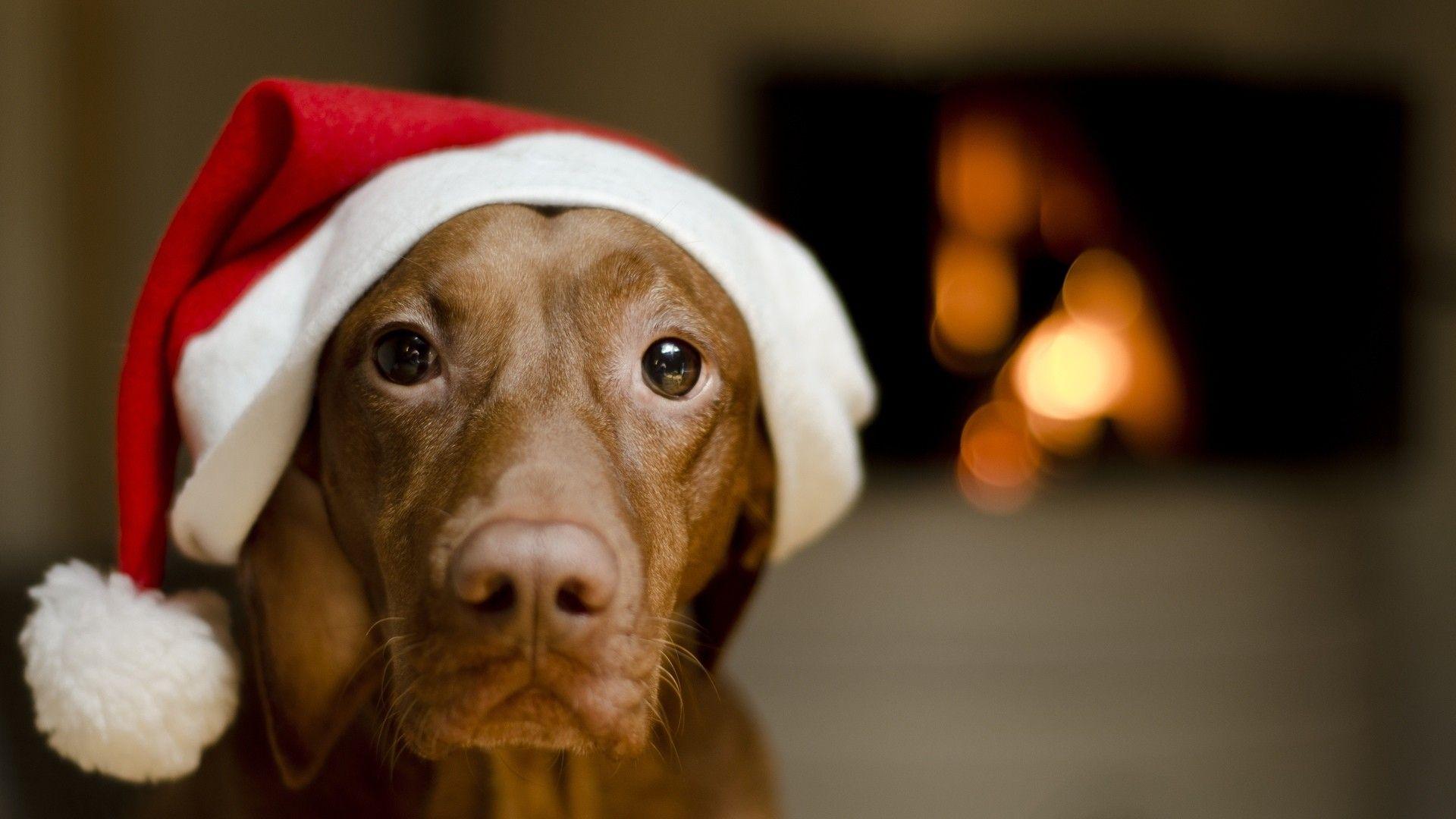 Christmas Animals Wallpapers - Top Free Christmas Animals Backgrounds ...