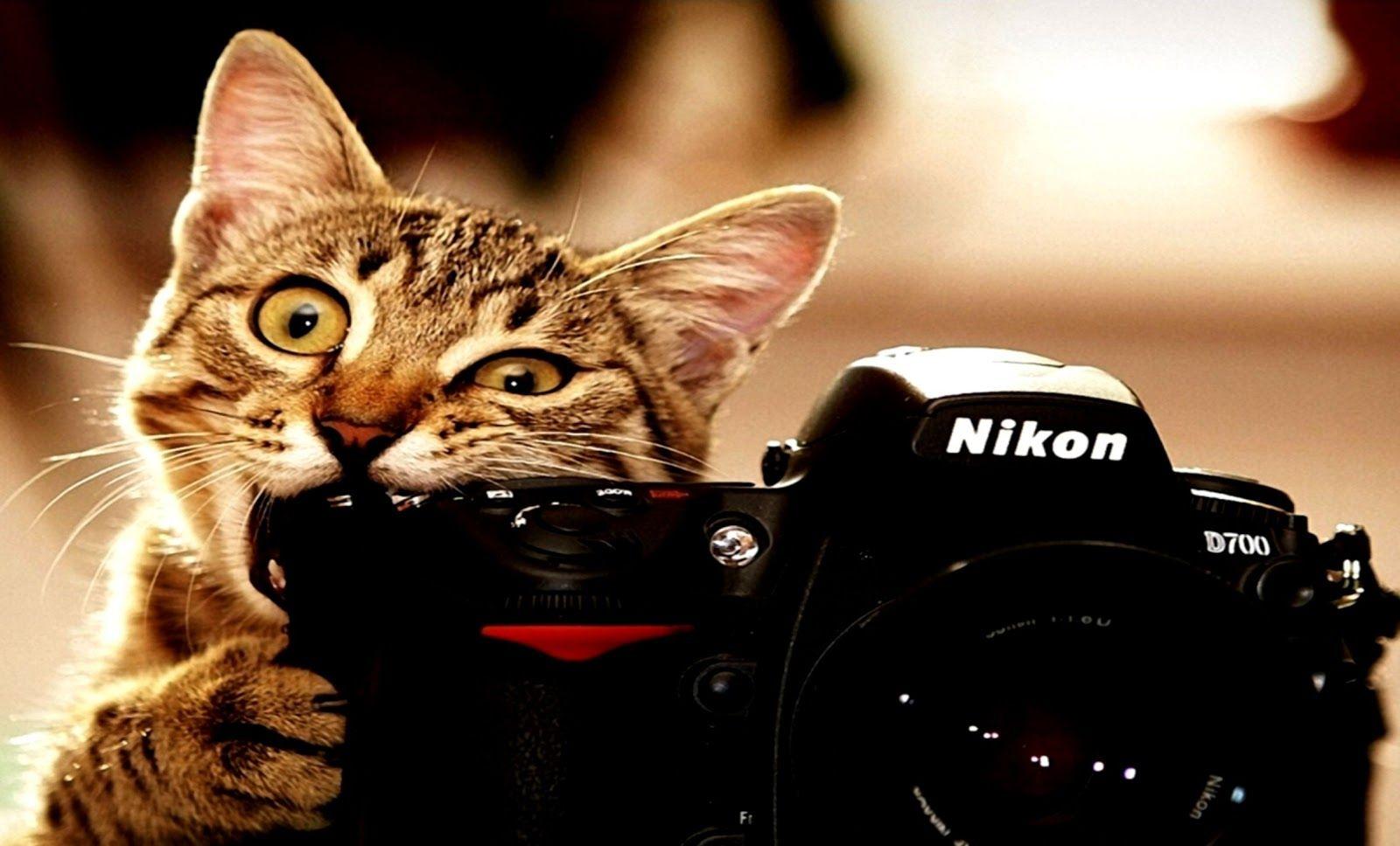 Funny Animal HD Wallpapers - Top Free Funny Animal HD Backgrounds ...