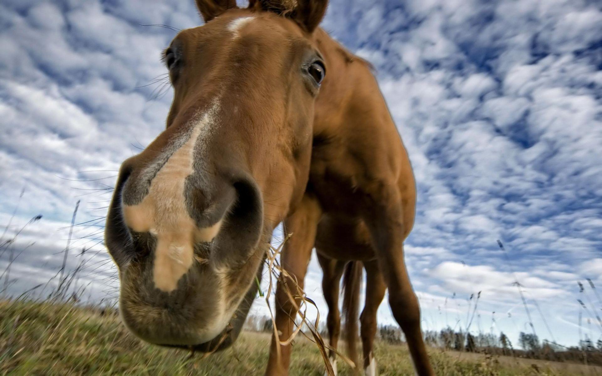 Funny Horse Wallpapers - Top Free Funny Horse Backgrounds - WallpaperAccess