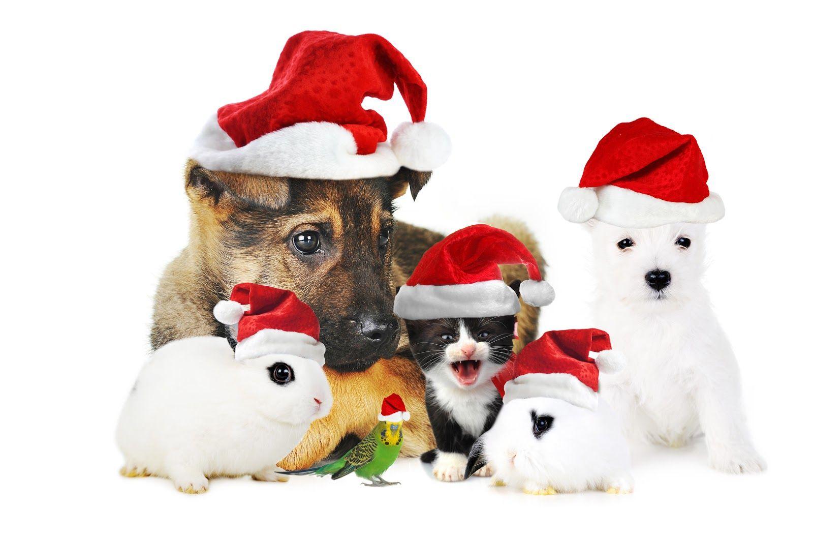 Christmas Animals Wallpapers - Top Free Christmas Animals Backgrounds ...