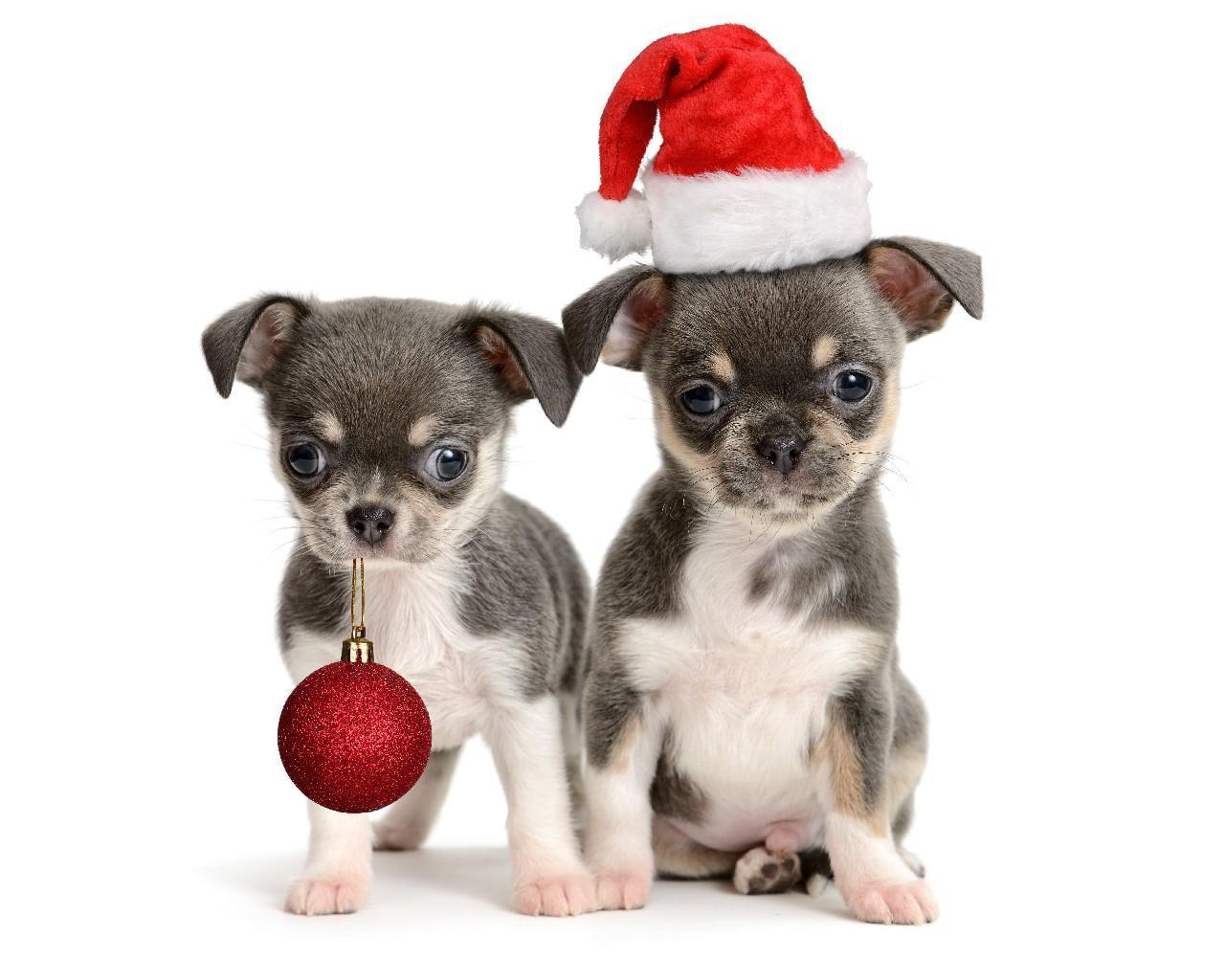 Christmas Animals Wallpapers - Top Free Christmas Animals Backgrounds ...