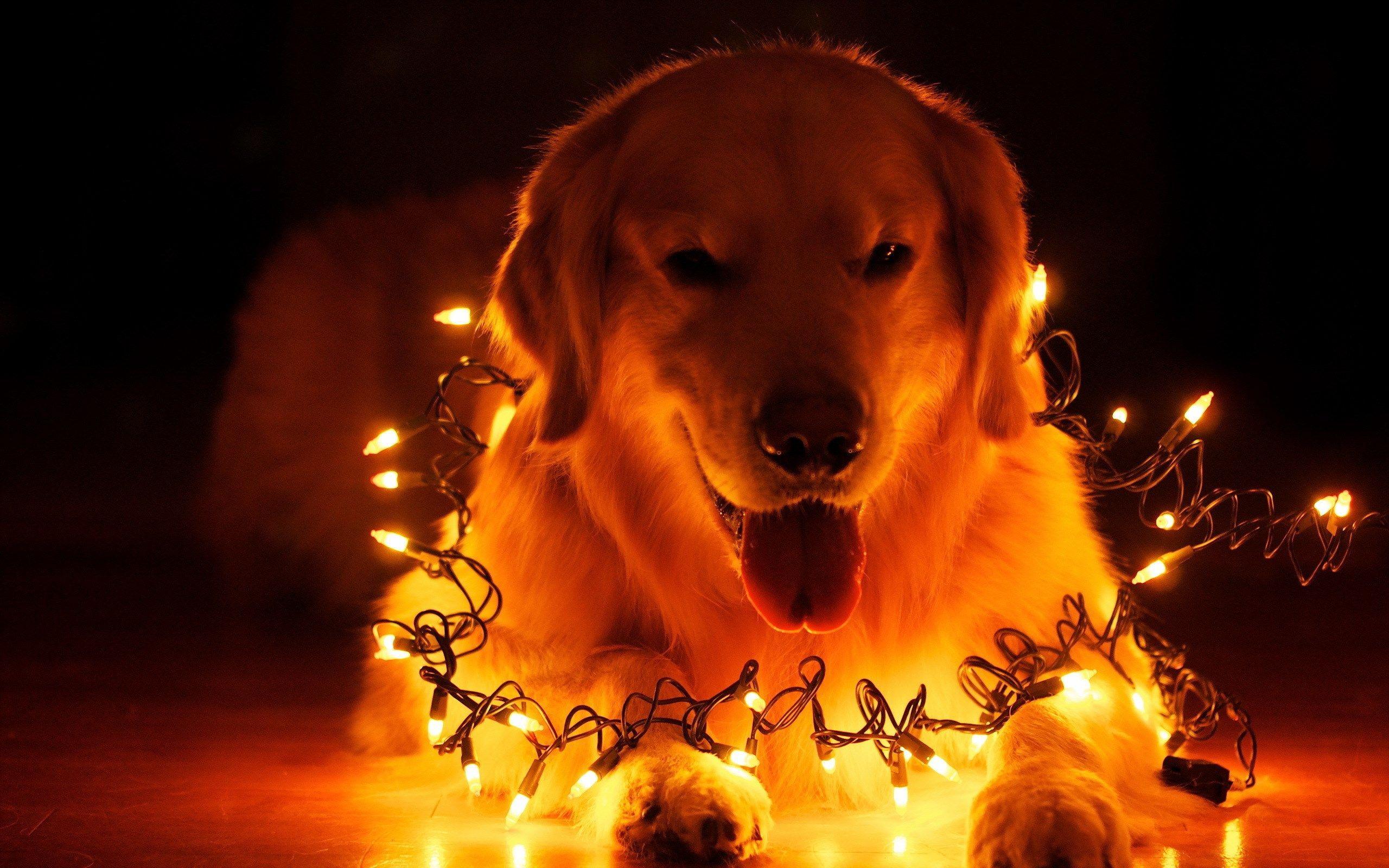 Christmas Animals Wallpapers - Top Free Christmas Animals Backgrounds ...